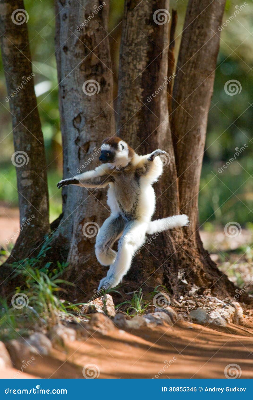 Dancing Sifaka is Jumping. Madagascar. Stock Photo - Image of sifaka ...