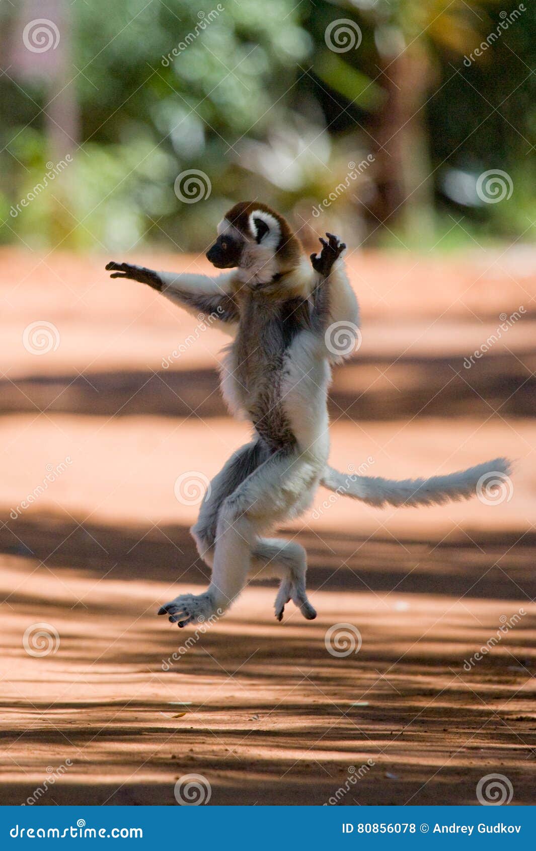 Dancing Sifaka is Jumping. Madagascar Stock Photo - Image of mammal ...