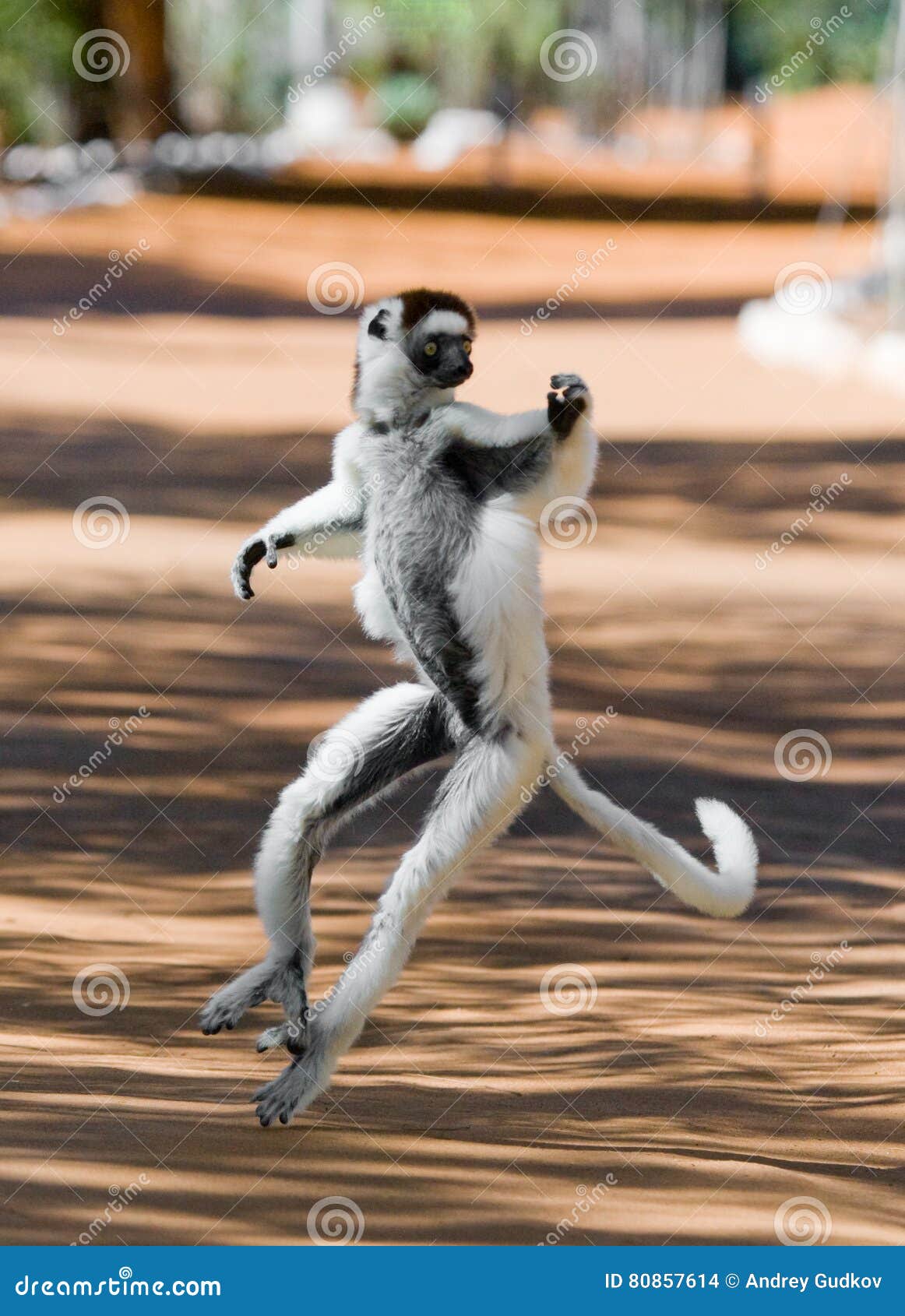Dancing Sifaka is Jumping. Madagascar Stock Photo - Image of vacation ...