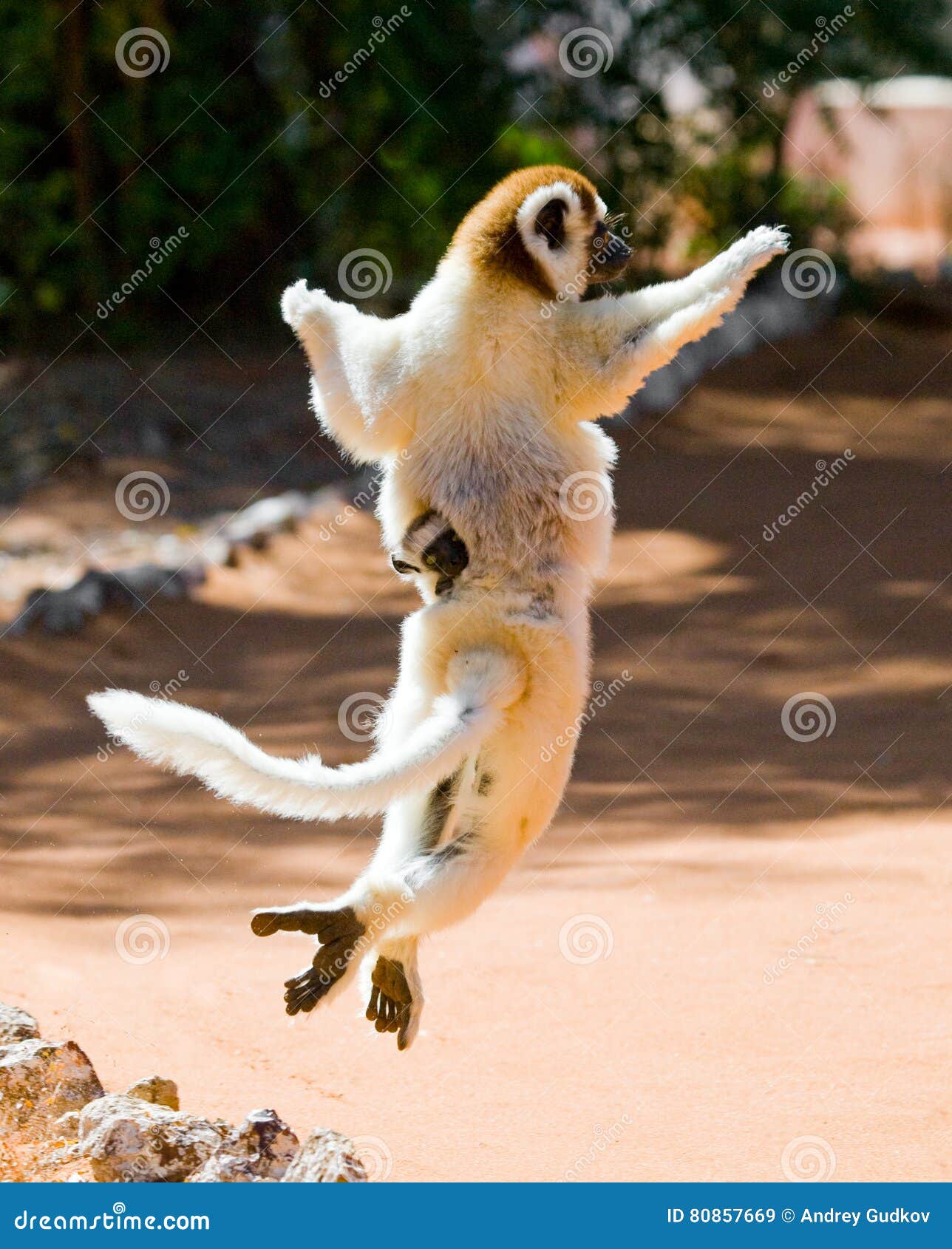 Dancing Sifaka is Jumping. Madagascar Stock Image - Image of animal ...