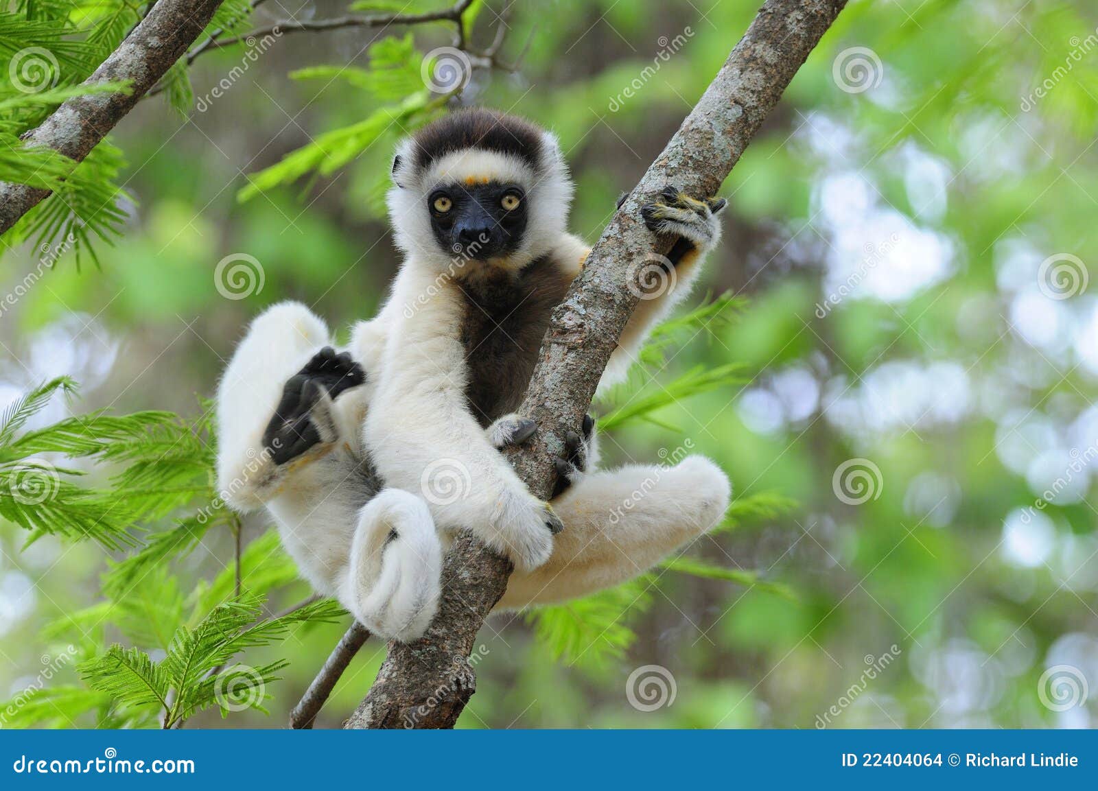 Dancing Sifaka (Lemur) stock photo. Image of mammal, lemur - 22404064