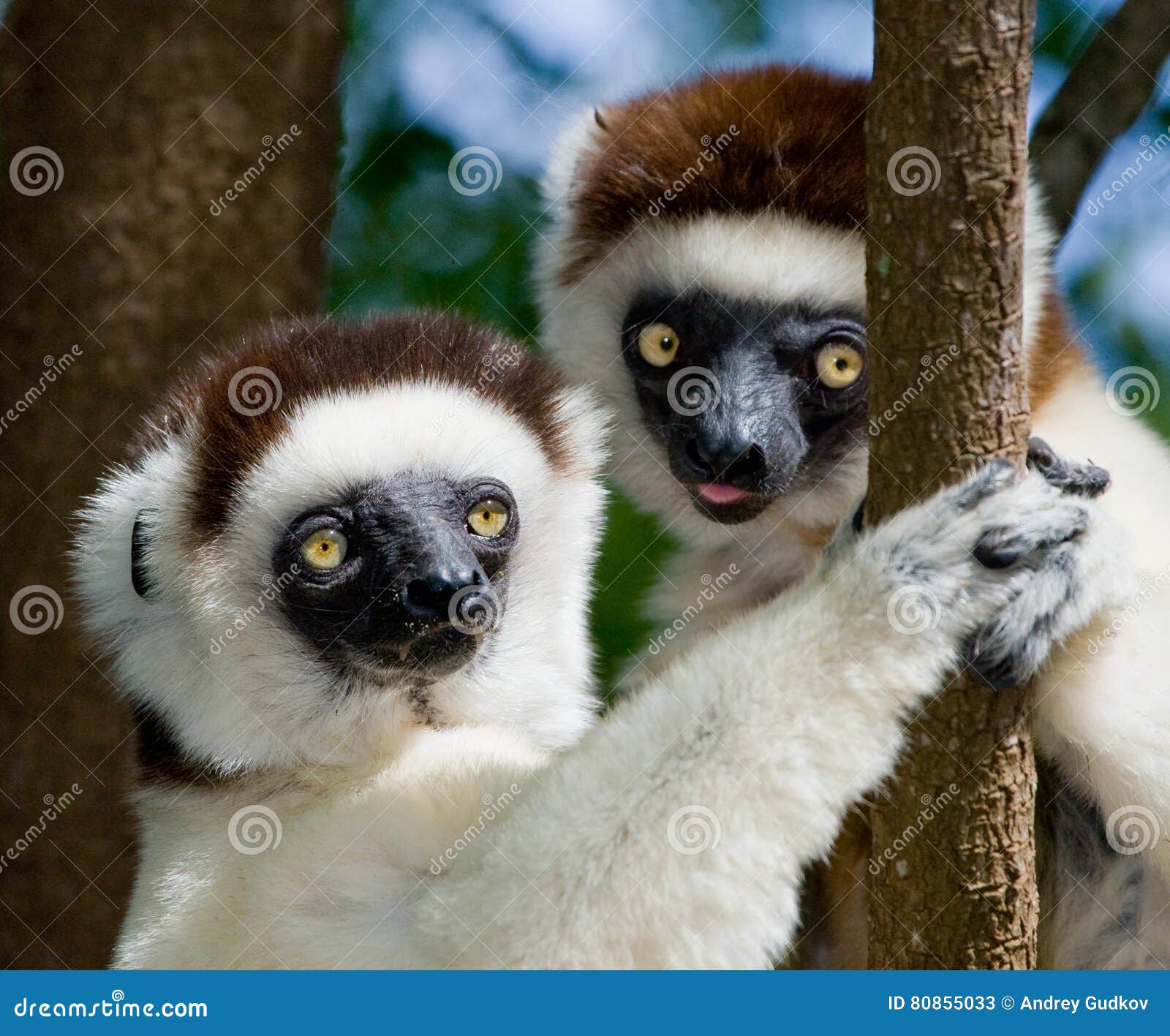 Dancing Sifaka Sitting on a Tree. Madagascar Stock Image - Image of ...