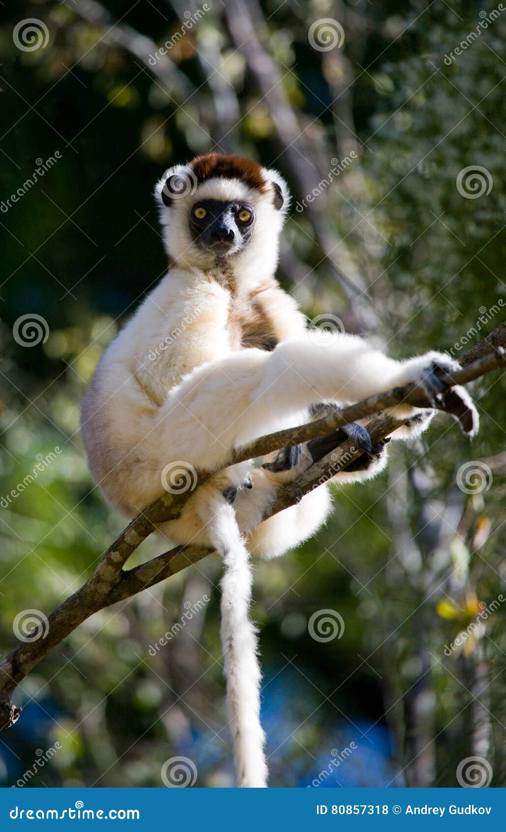 Dancing Sifaka Sitting on a Tree. Madagascar Stock Photo - Image of ...
