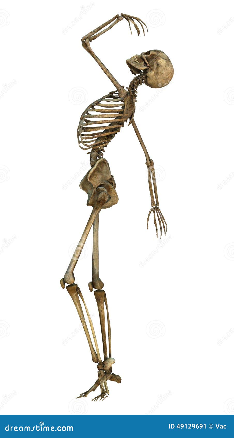 Dancing Skeleton stock illustration. Illustration of female - 49129691
