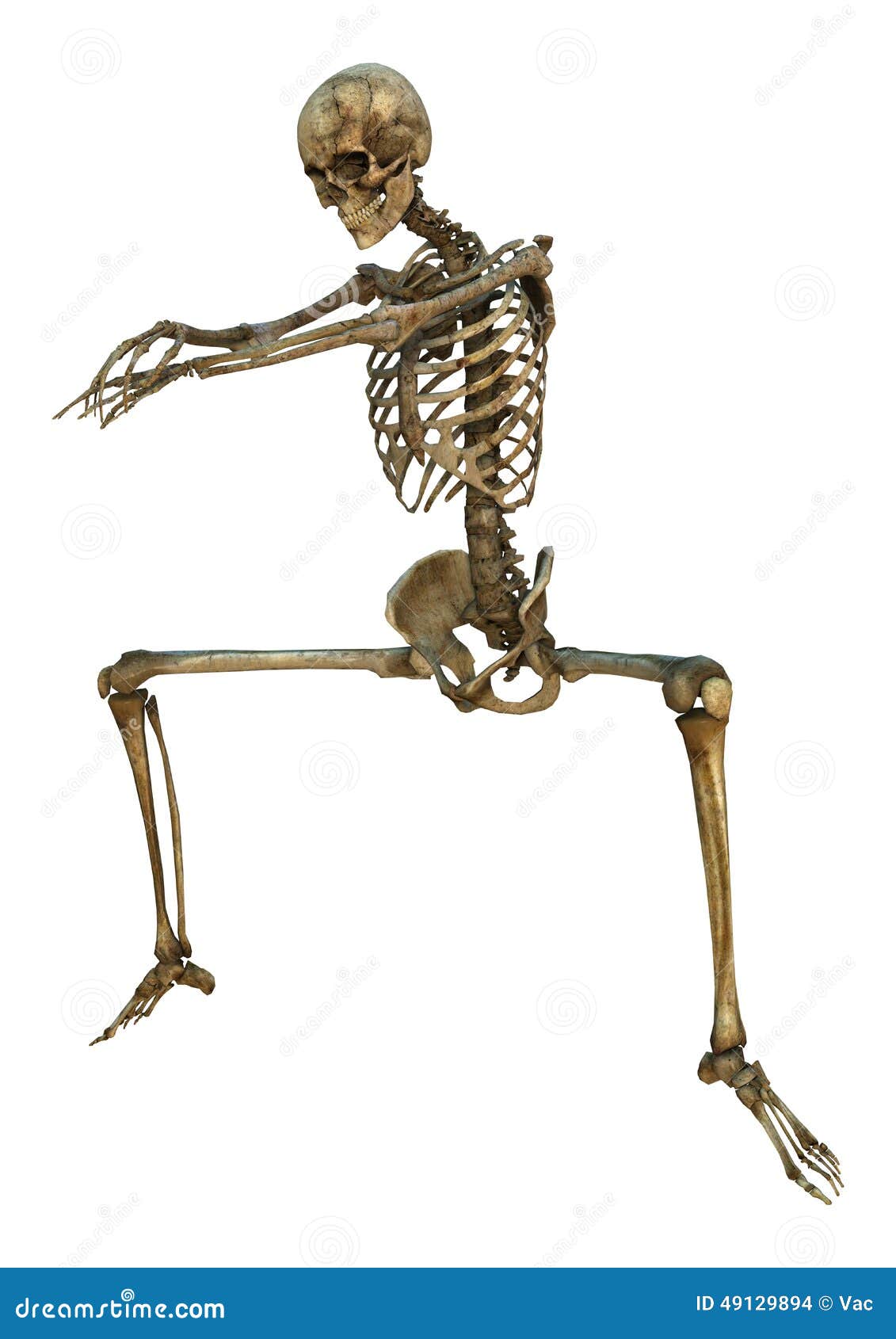 Dancing Skeleton stock illustration. Illustration of anatomy - 49129894