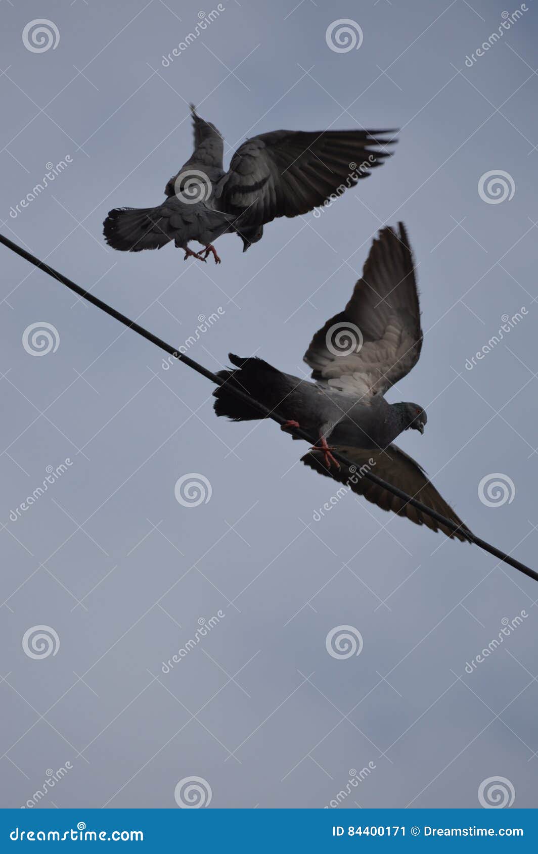 Dancing in the sky stock image. Image of beautiful, birds - 84400171