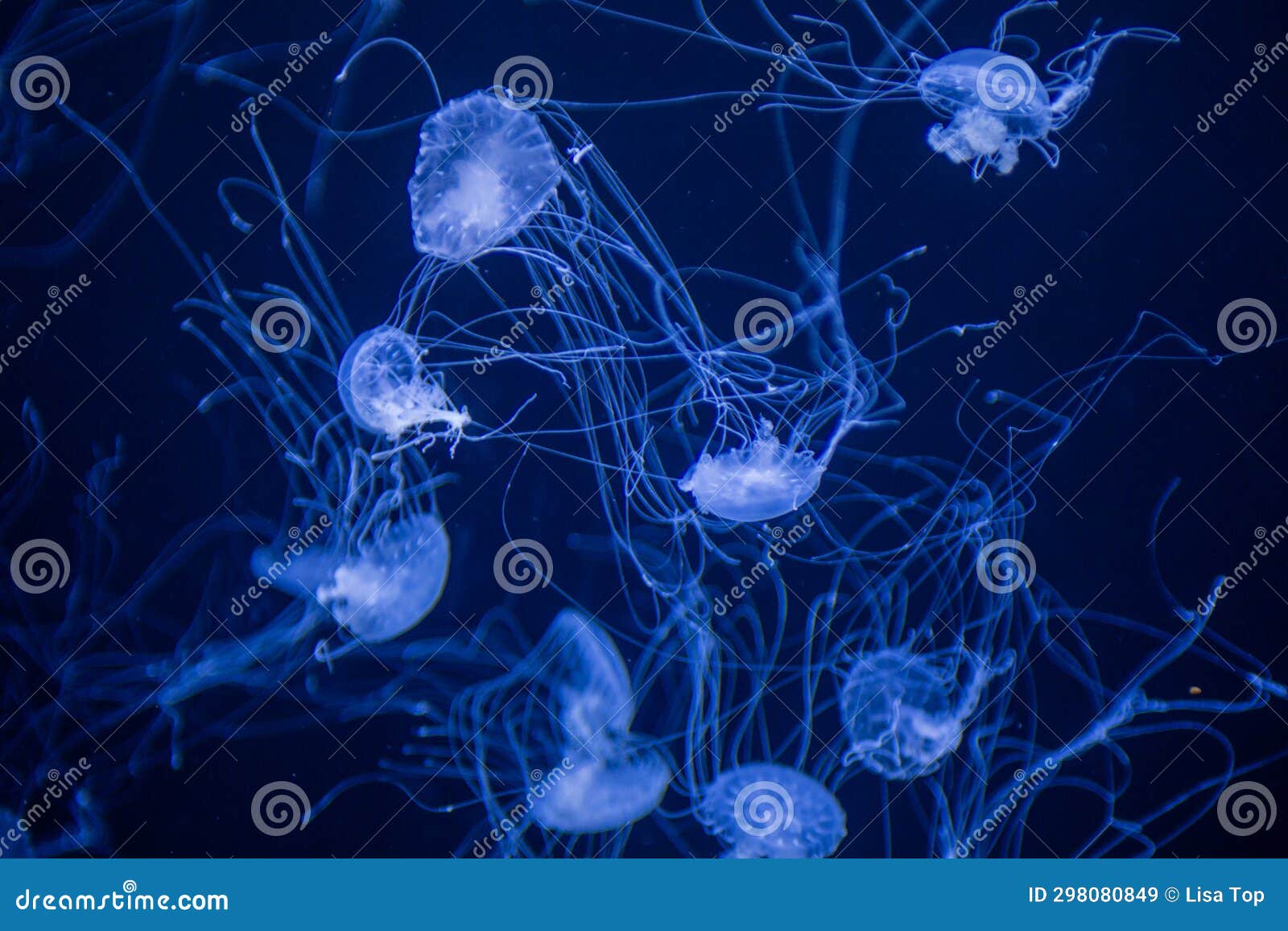 Dancing small Jellyfish stock image. Image of jellyfish - 298080849