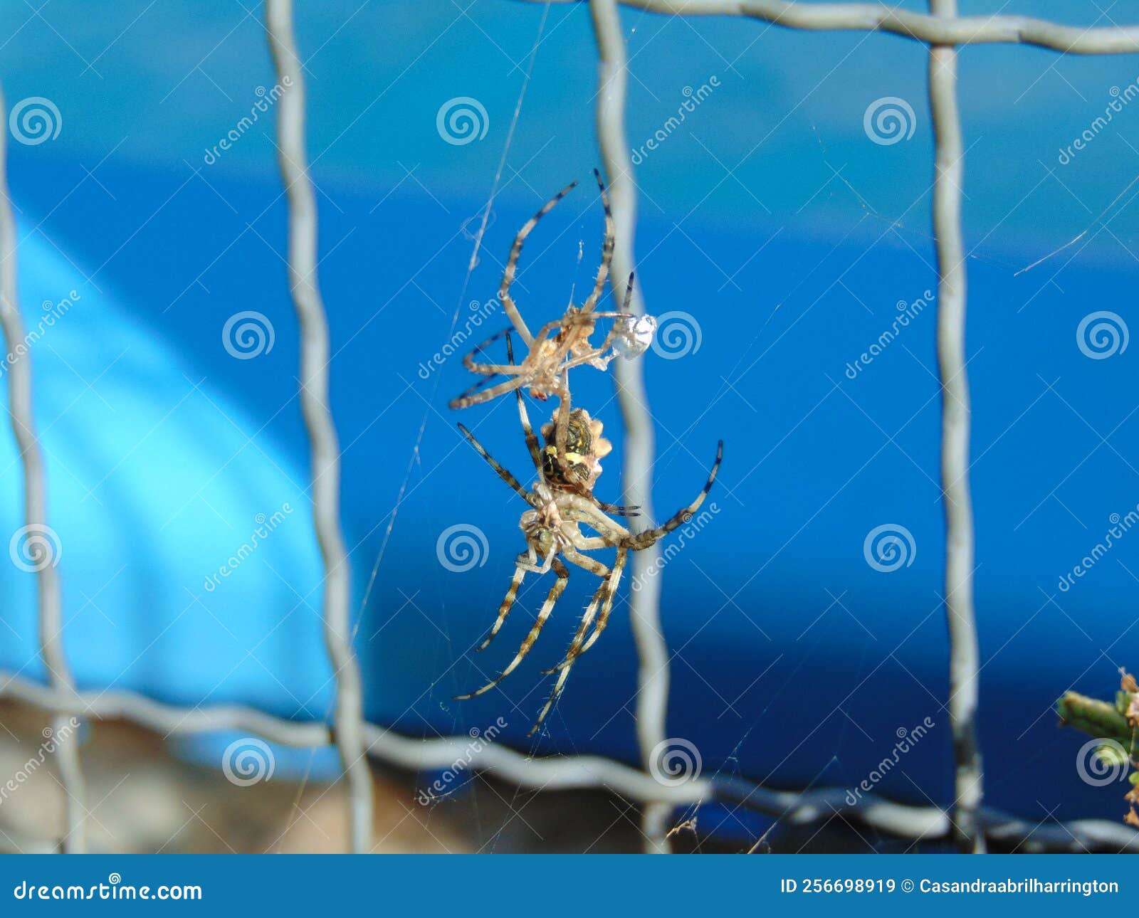 The dancing spiders 2 stock image. Image of wing, winter - 256698919