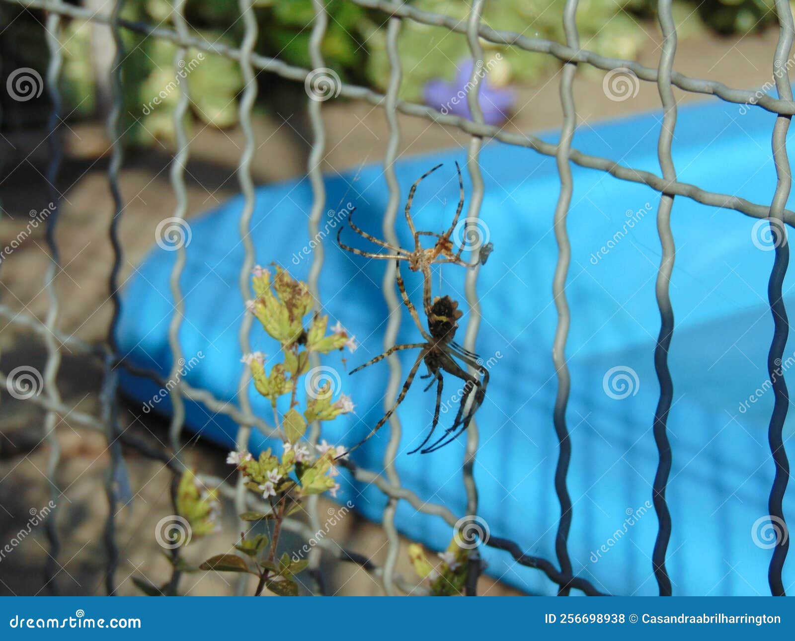 The dancing spiders 5 stock photo. Image of looks, skin - 256698938