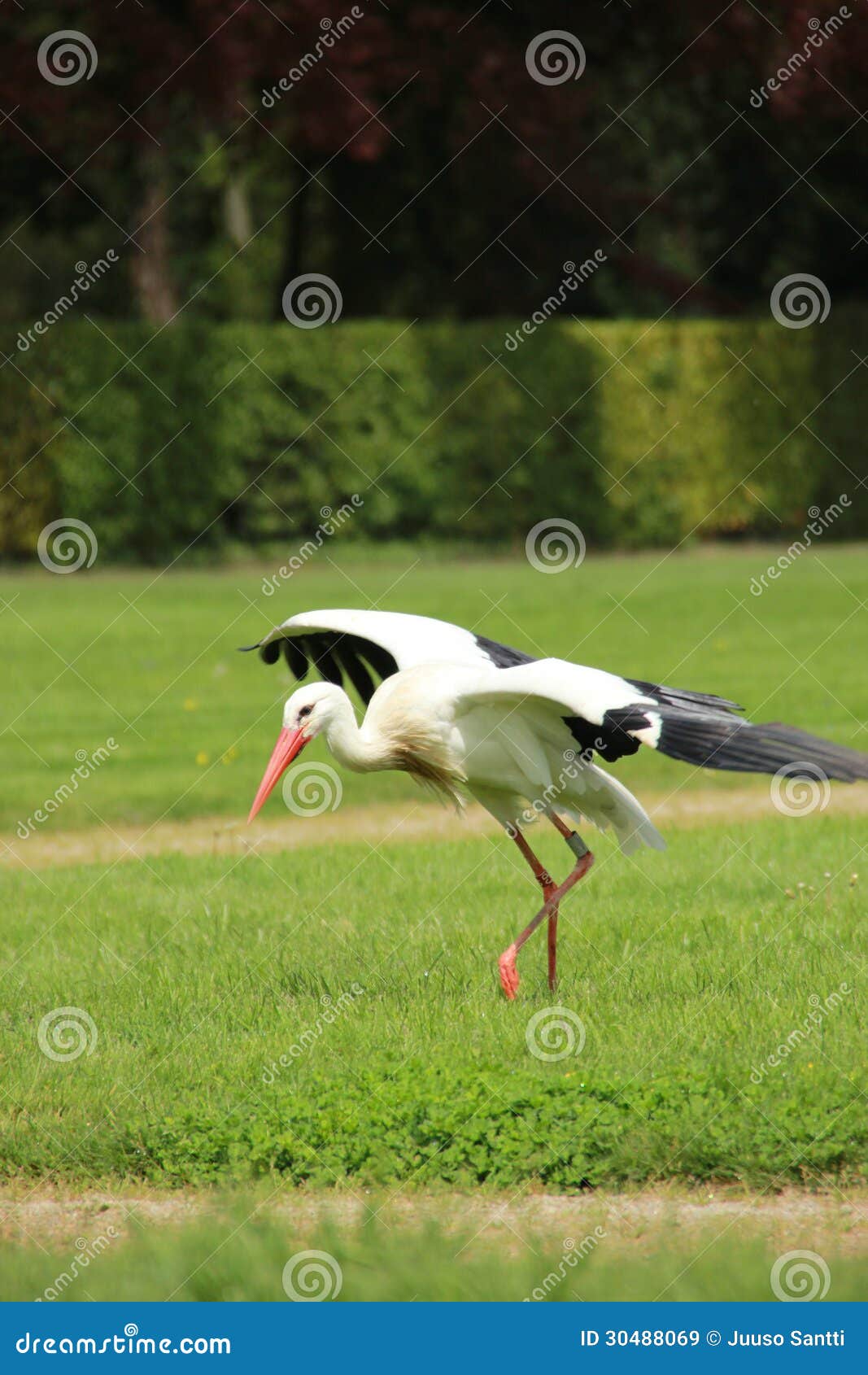 Dancing stork stock image. Image of backgrounds, brown - 30488069