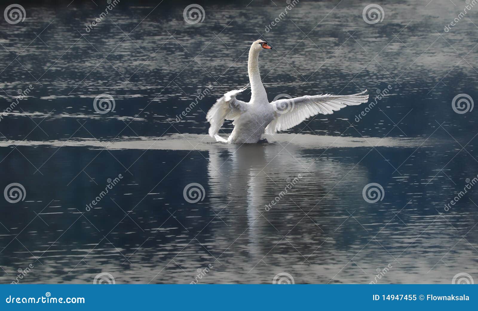 Dancing Swan stock image. Image of nature, flapping, bird - 14947455
