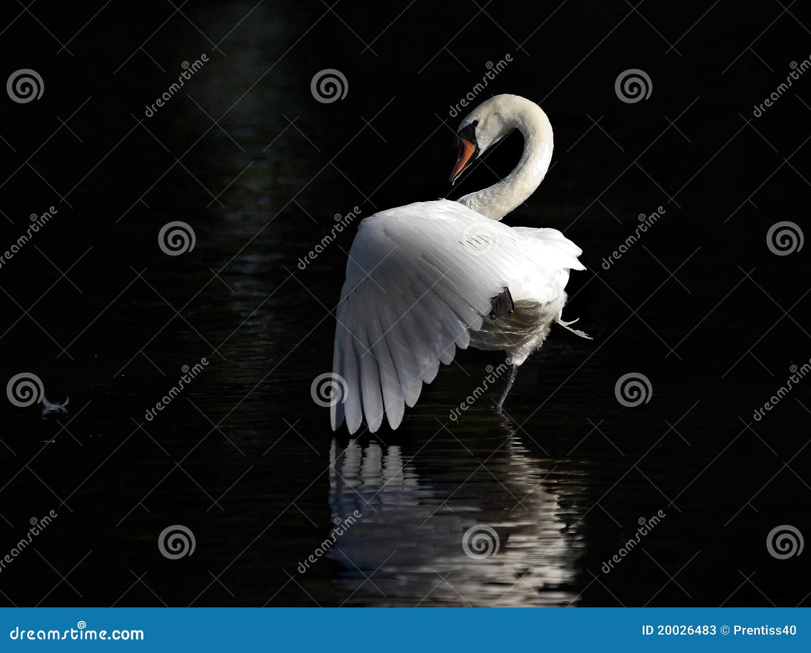 Dancing swan stock image. Image of standing, white, swan - 20026483