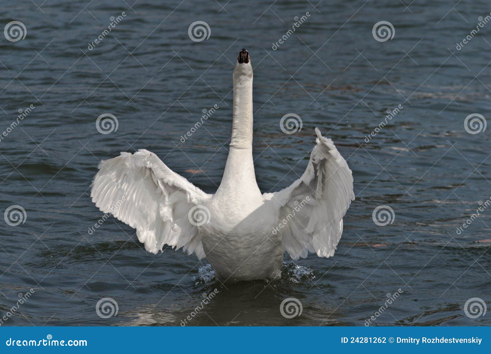 The dancing swan stock photo. Image of wingspan, swimming - 24281262