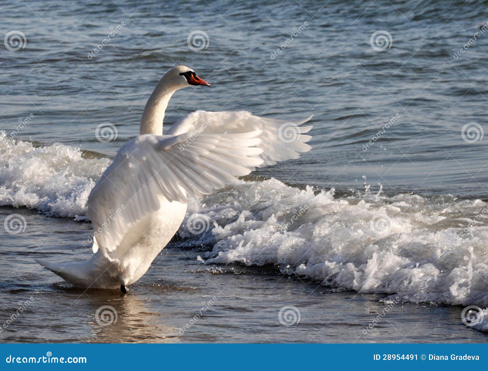 Dancing Swan stock image. Image of wildlife, ripple, bird - 28954491