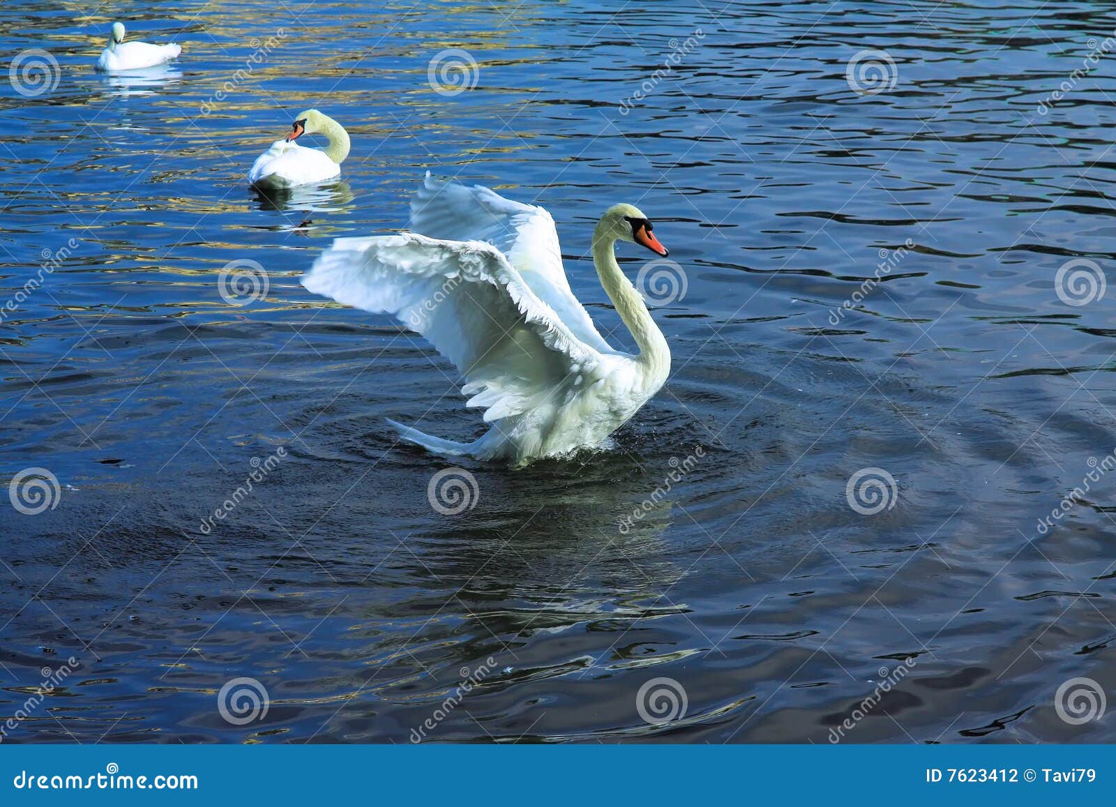 Dancing swan stock photo. Image of beautiful, winged, white - 7623412