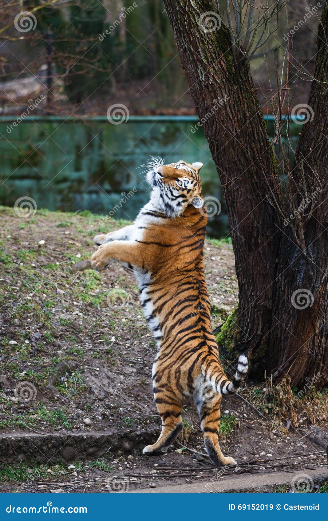 The dancing tiger stock image. Image of dance, creature - 69152019
