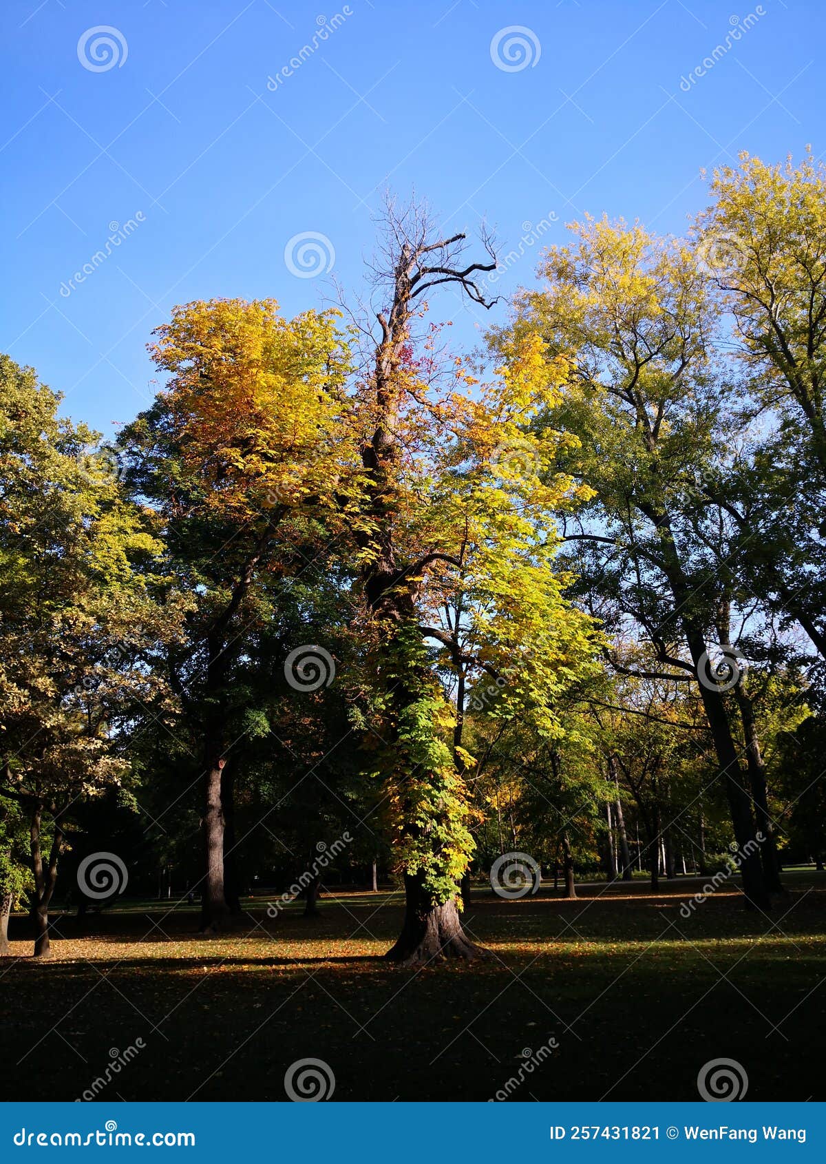 Gold colors in autumn stock image. Image of branch, grove - 257431821
