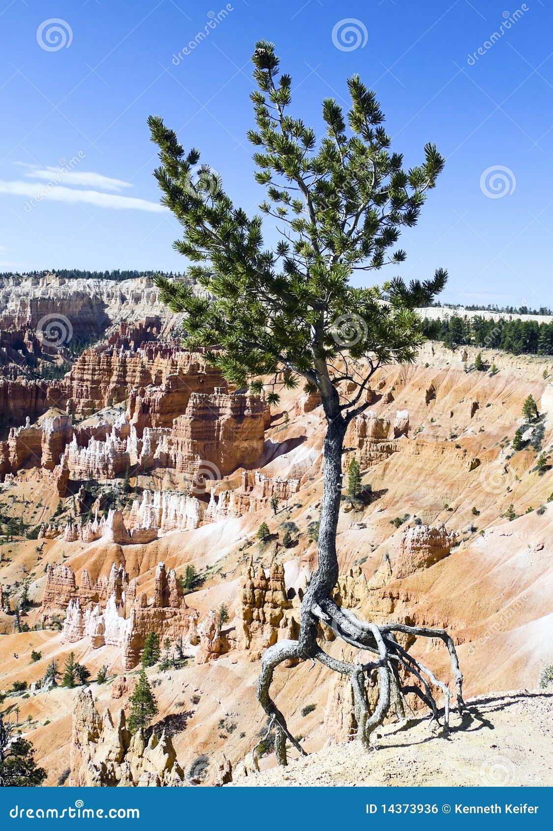 Dancing Tree, Bryce National Park, Utah Stock Photo - Image of danger ...