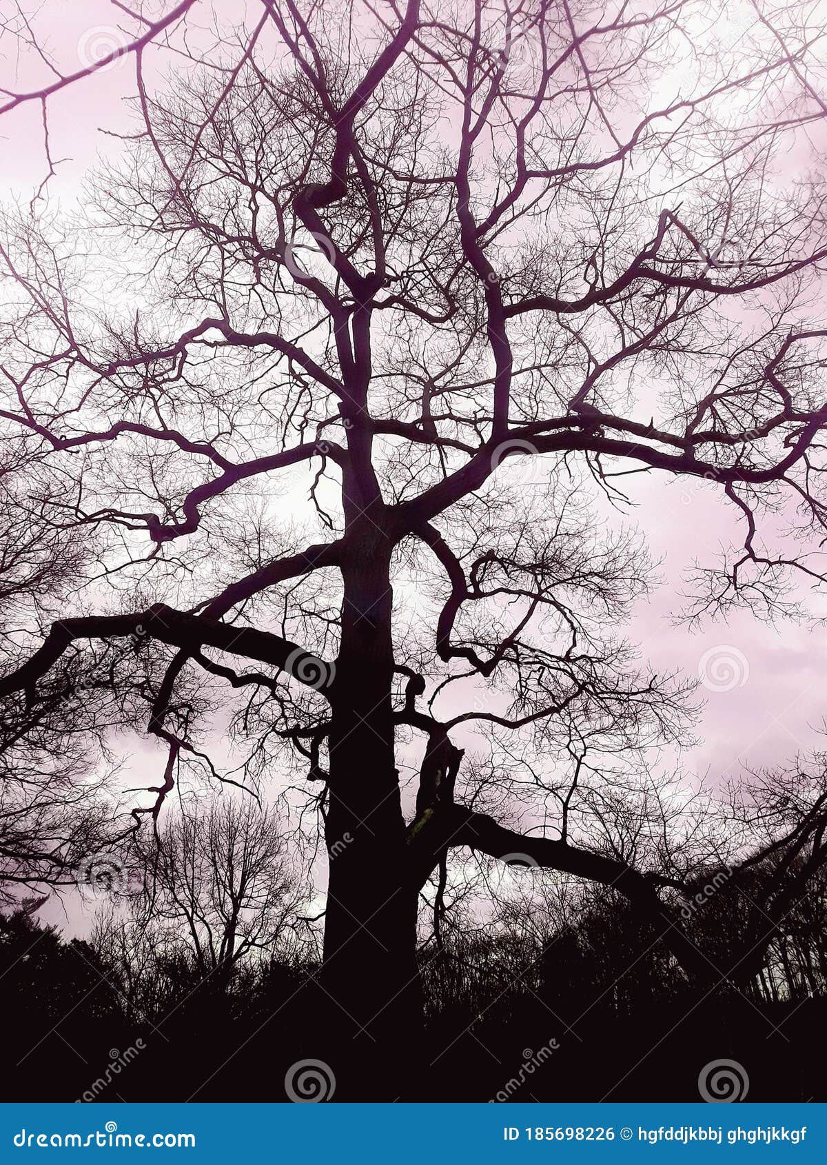 Dancing tree stock photo. Image of pink, tree, sunset - 185698226