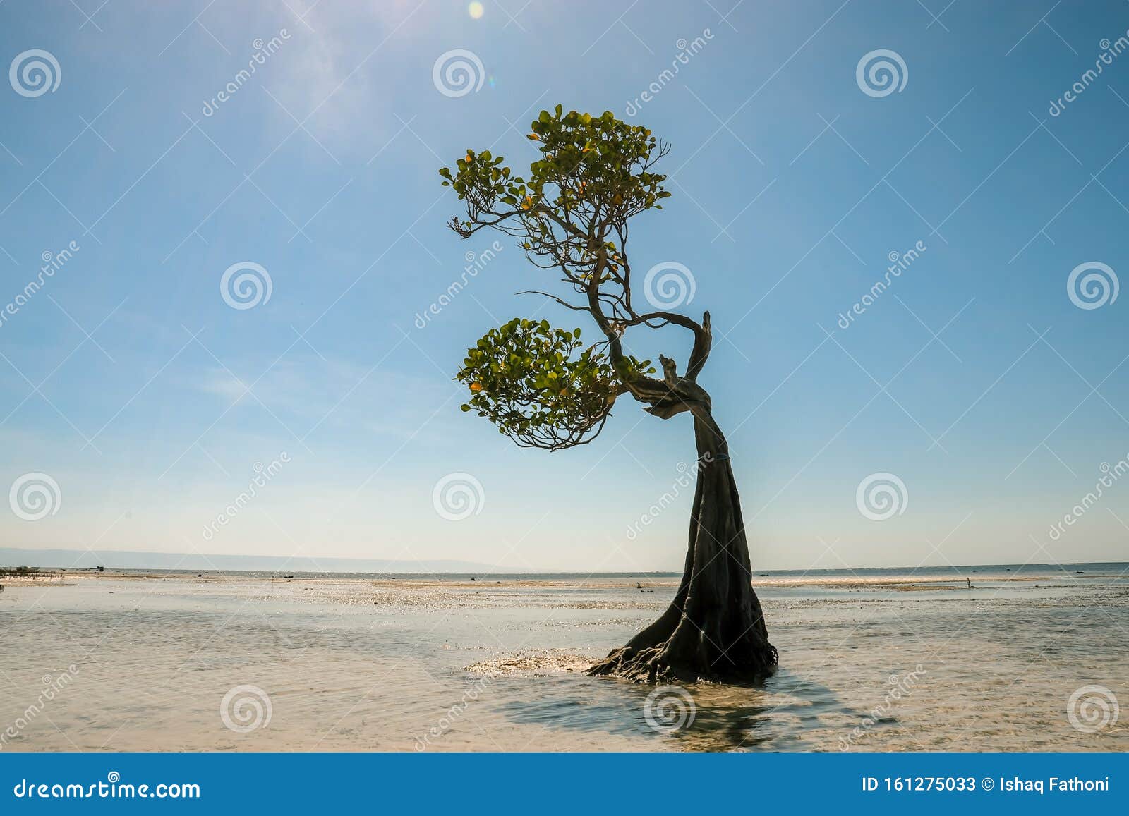 The Dancing Tree stock image. Image of dancing, walakiri - 161275033