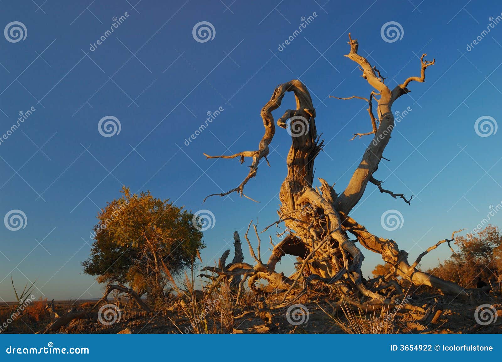 Dancing Trees stock photo. Image of beauty, forest, brown - 3654922