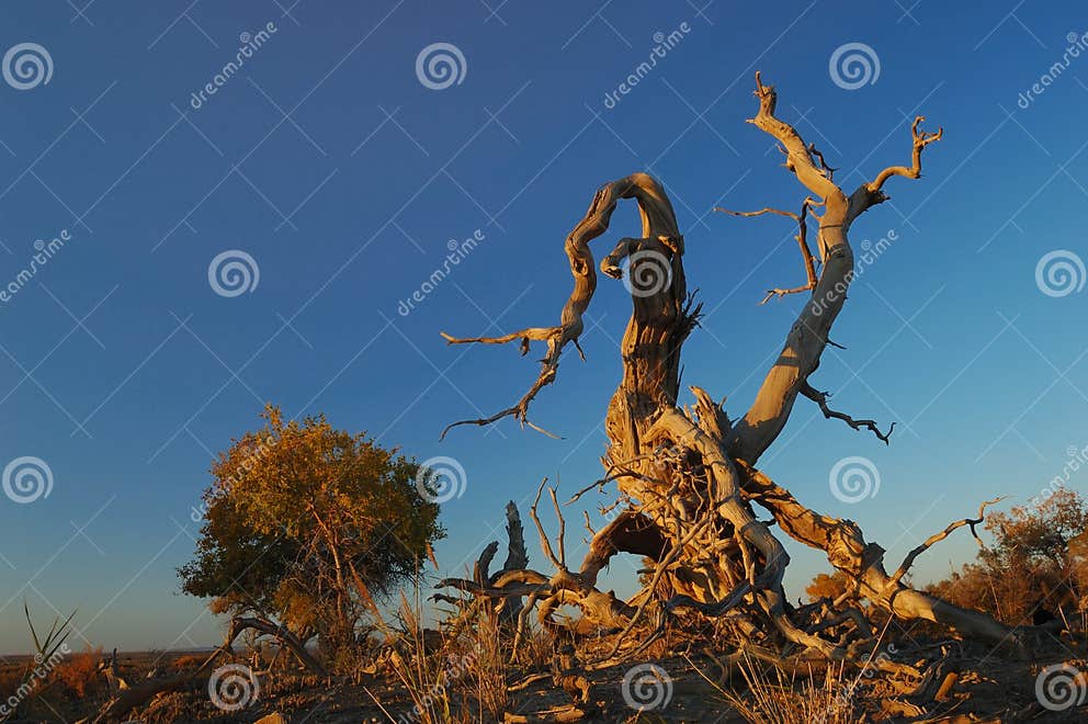 Dancing Trees stock photo. Image of beauty, forest, brown - 3654922