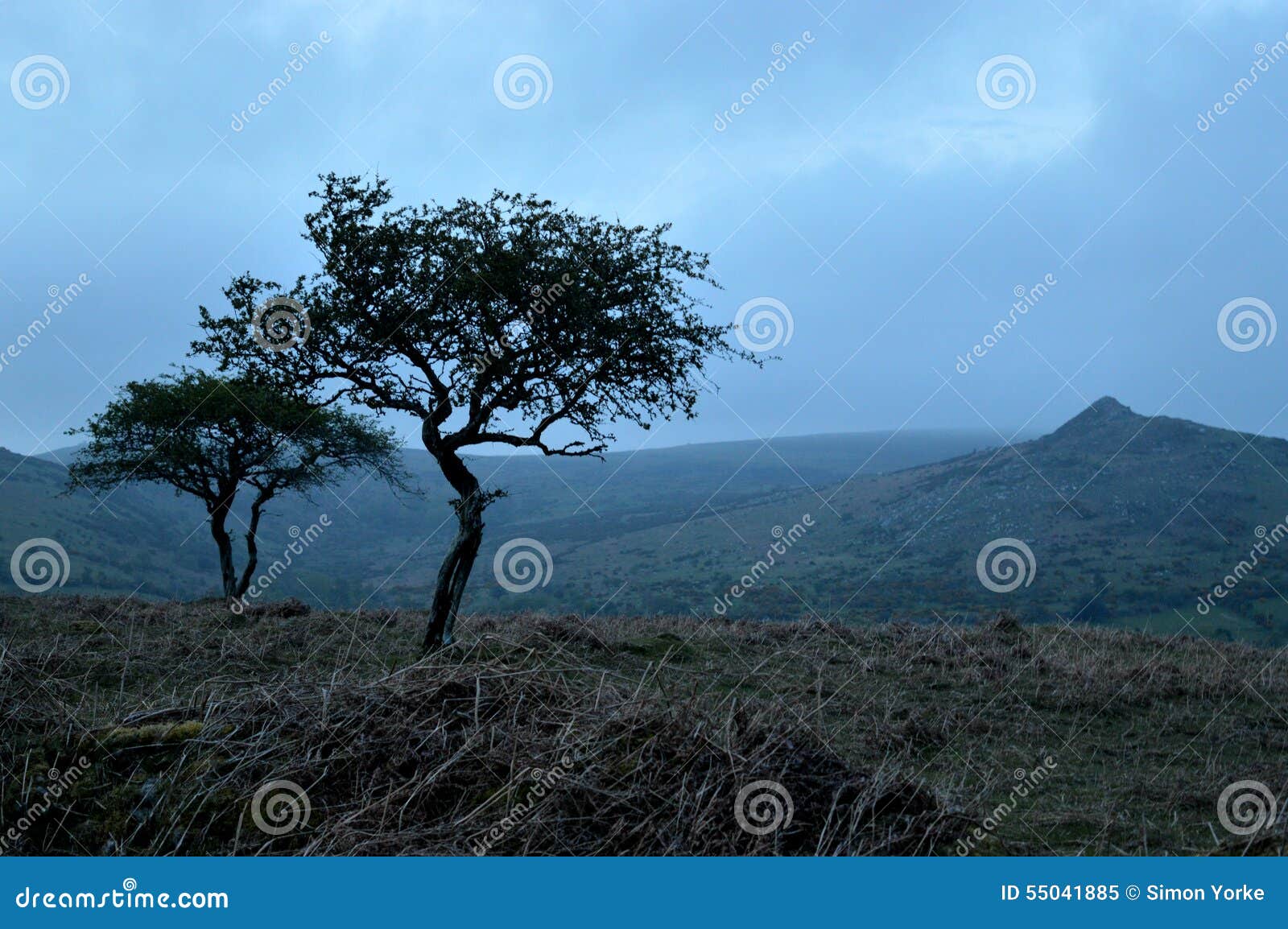 Dancing Trees stock image. Image of bracken, trees, light - 55041885
