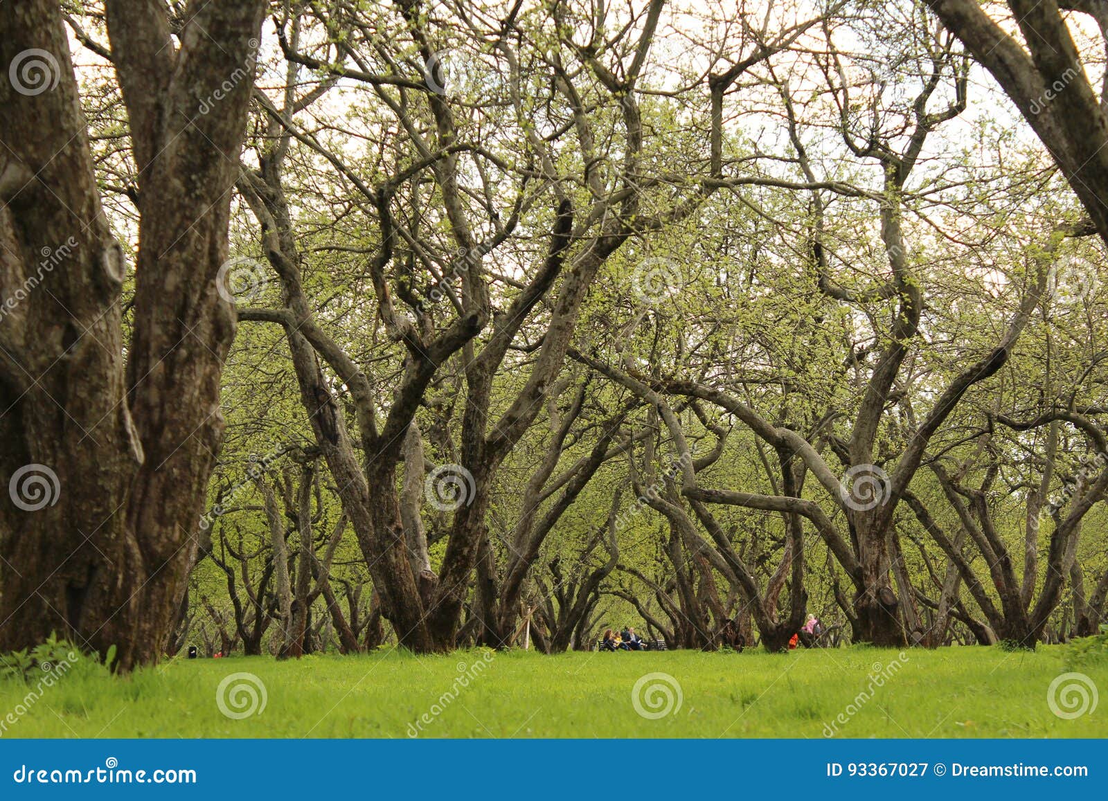 Dancing trees stock image. Image of grove, flora, shrub - 93367027