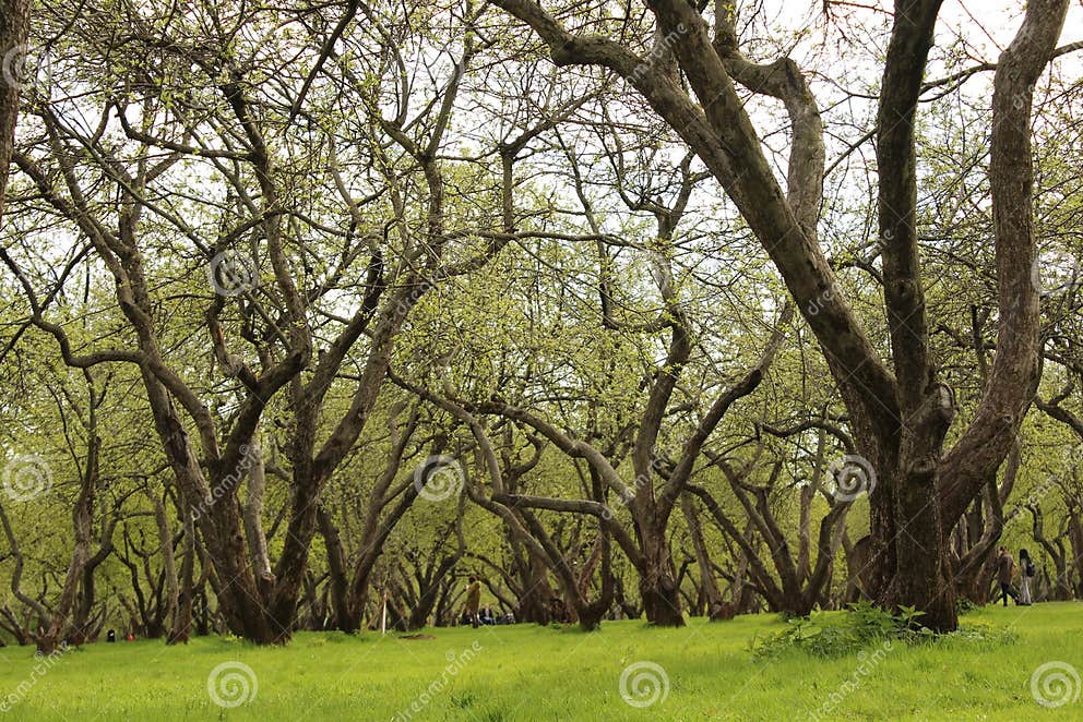 Dancing trees stock image. Image of flora, leaves, grove - 93367045