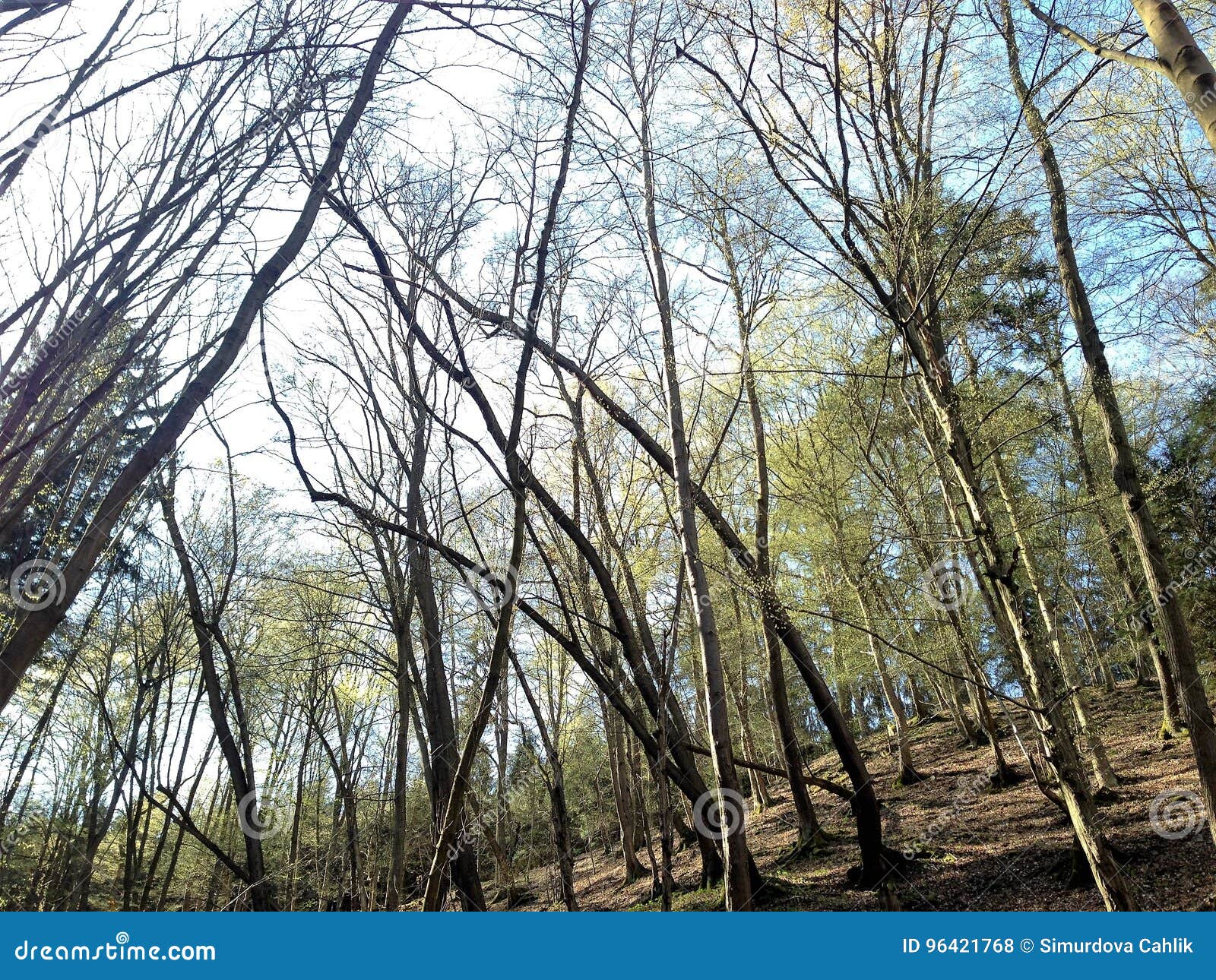 Dancing trees stock photo. Image of good, feeling, natural - 96421768