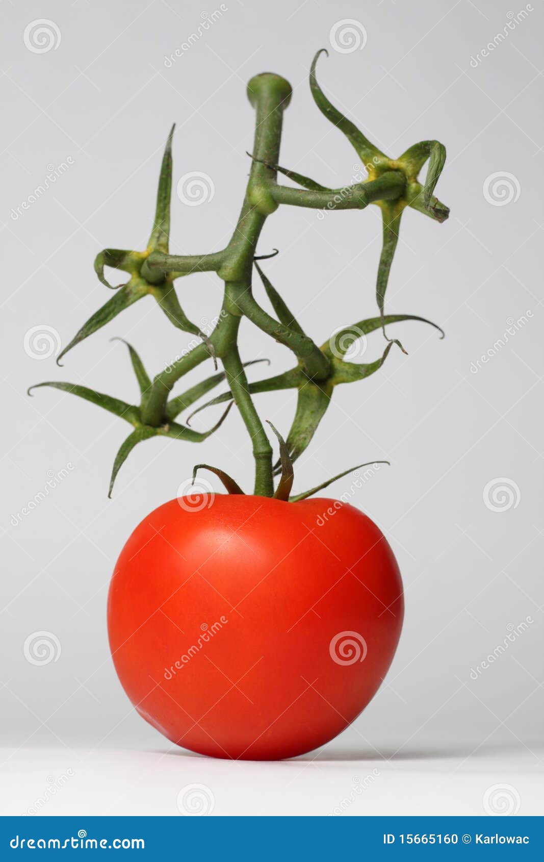 Dancing twig tomato stock photo. Image of ingredient - 15665160