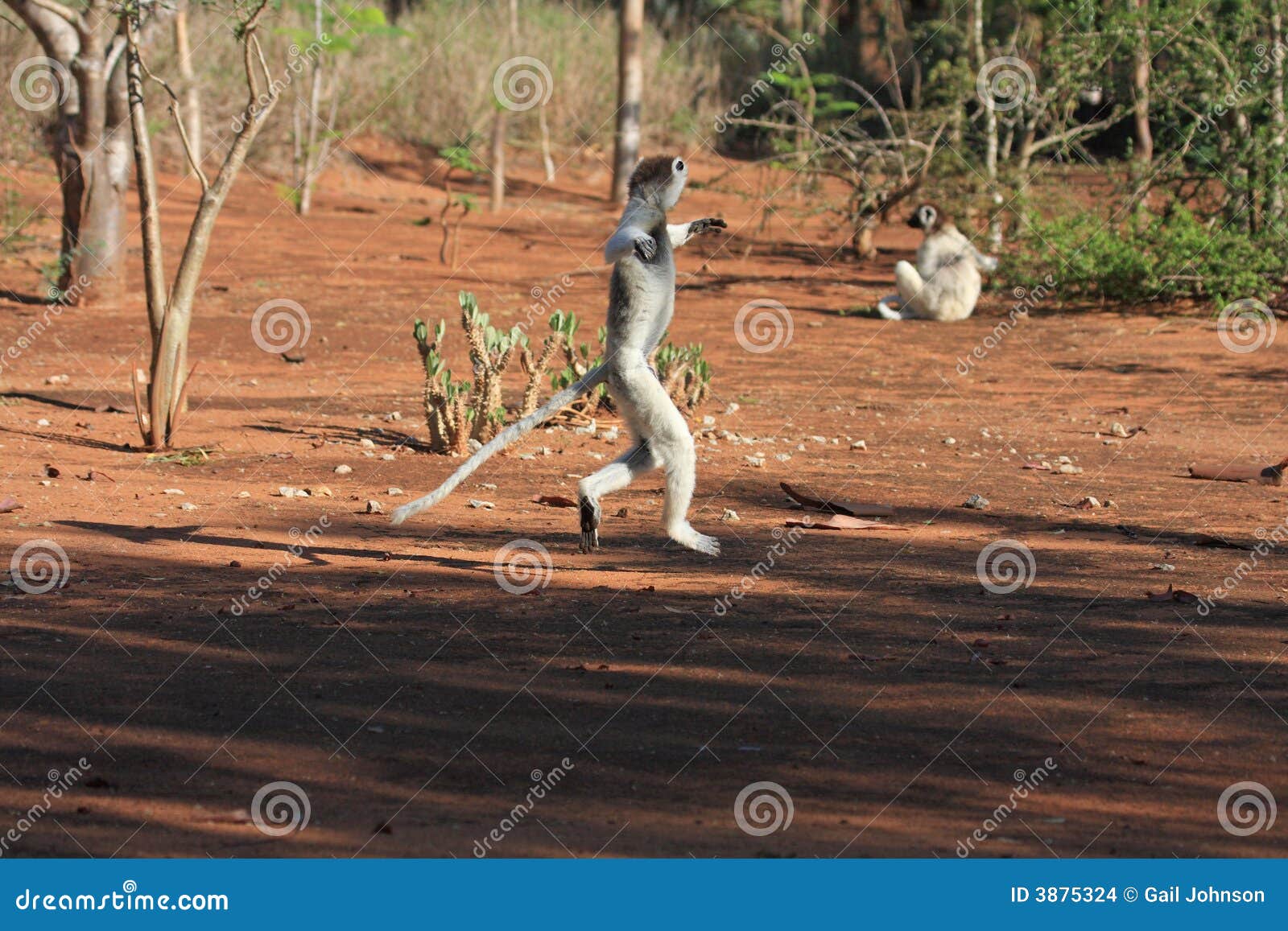 Dancing Verreaux Sifika Lemurs Stock Photo - Image of environment ...