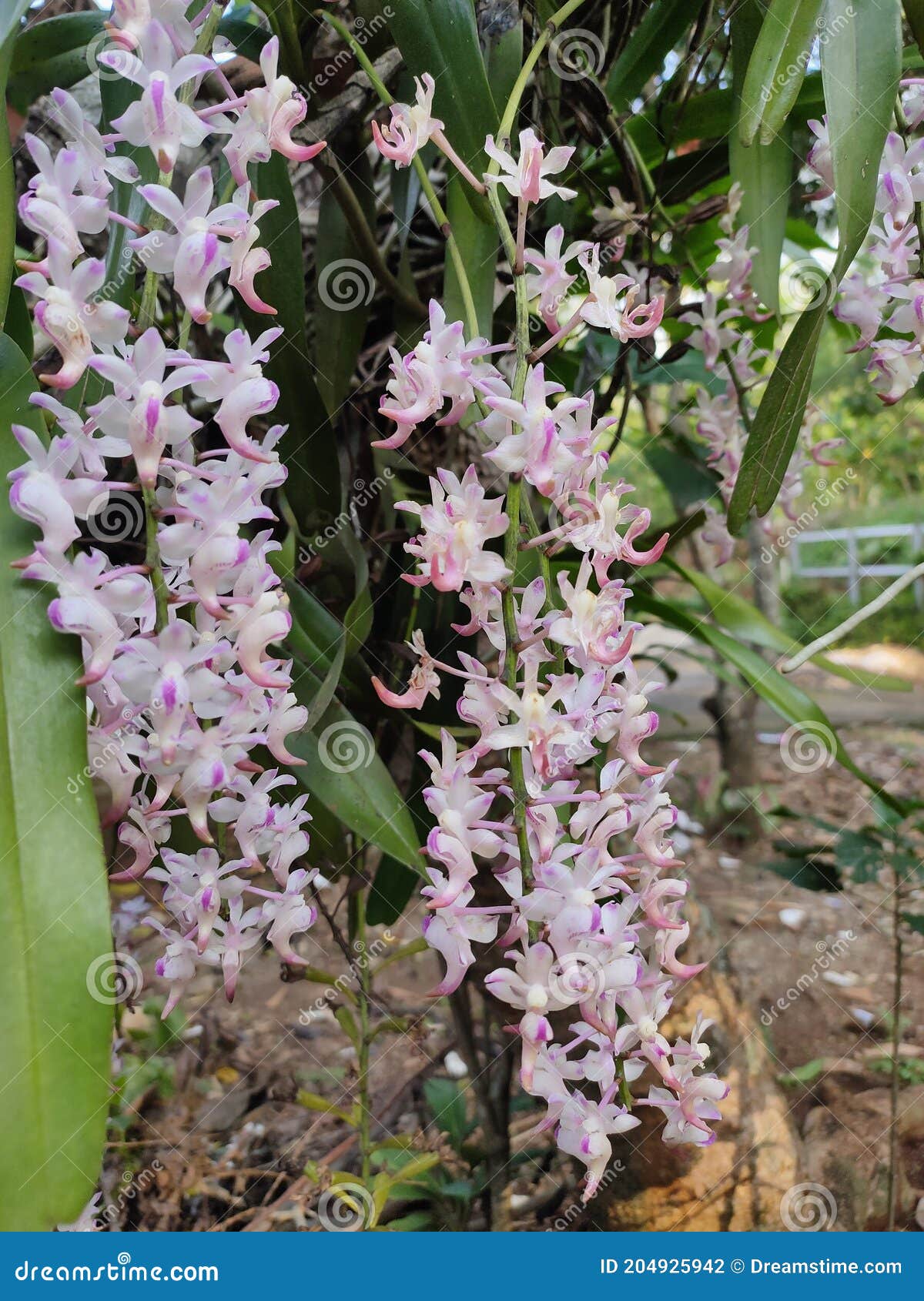 Dancing violet orchid stock photo. Image of wildflower - 204925942