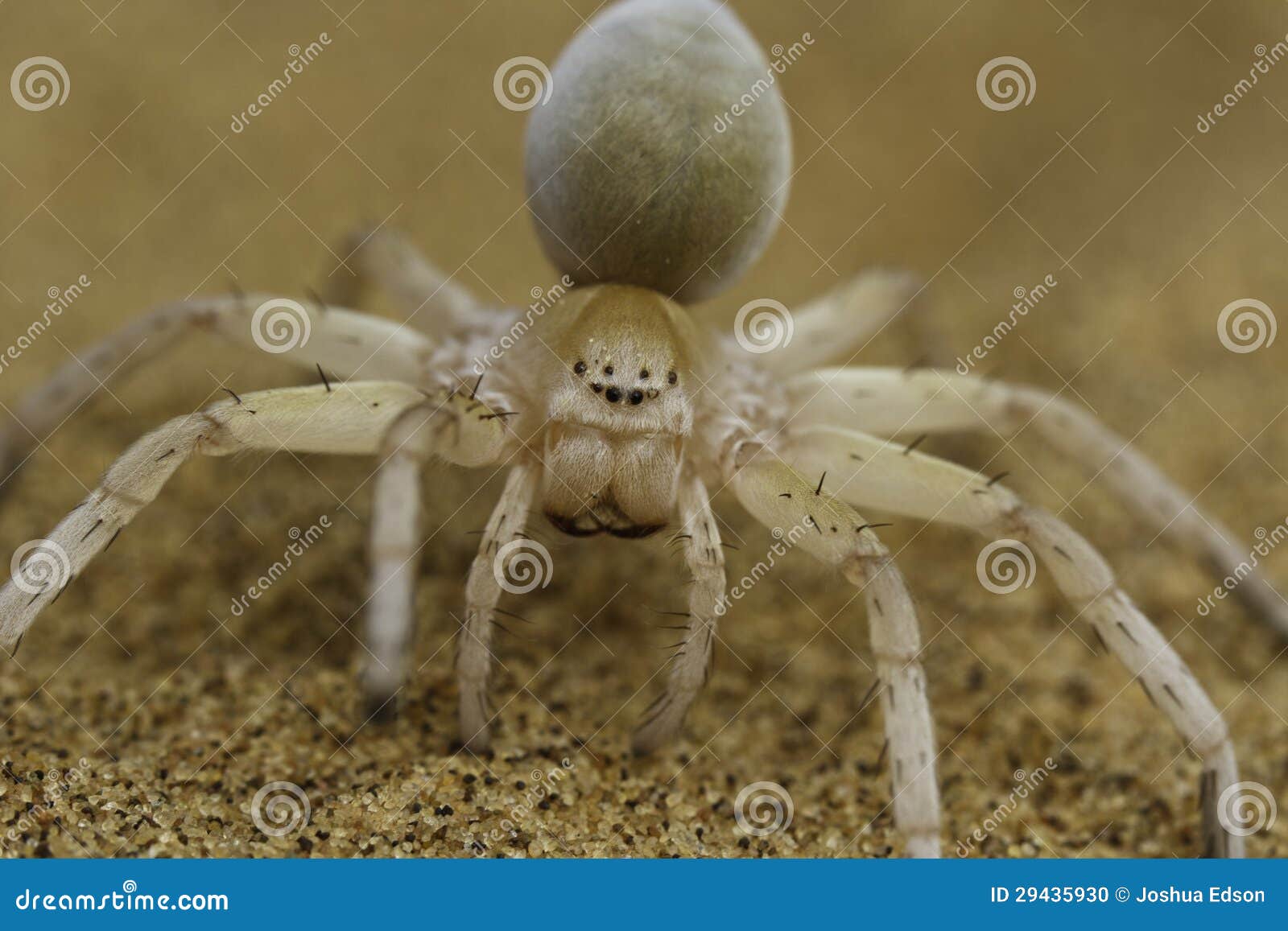 Dancing white lady stock photo. Image of dancing, desert - 29435930