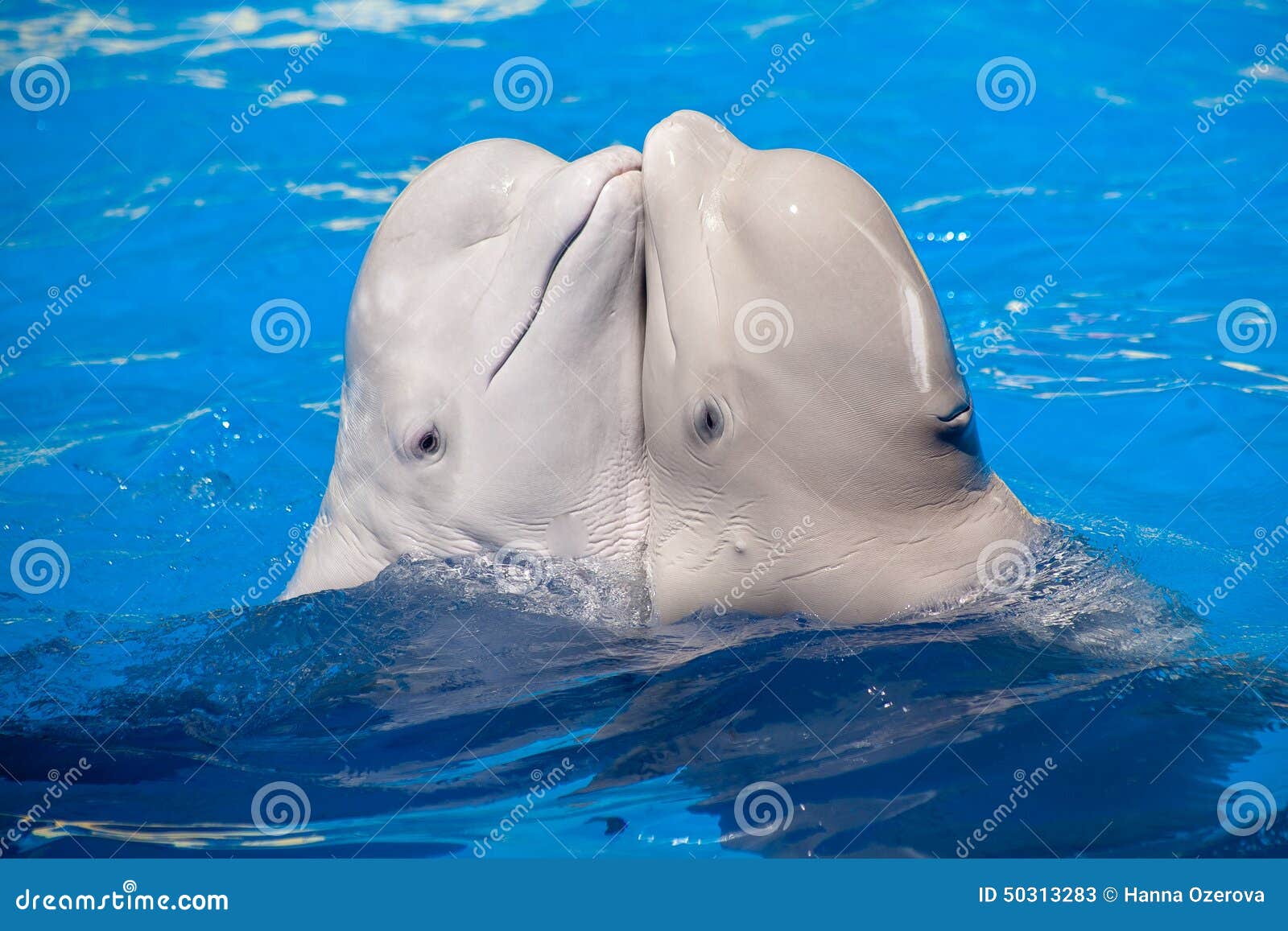 Beluga Whale Dancing