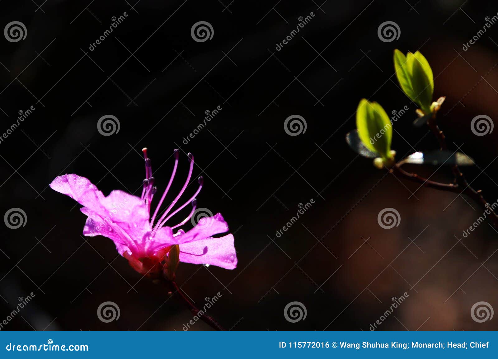 Dada fragrant flower stock photo. Image of beautiful - 115772016
