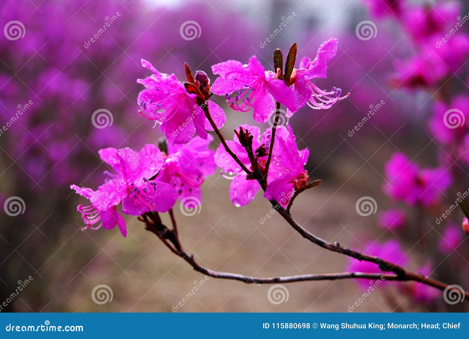 Dada fragrant flower stock photo. Image of aquatic, feeding - 115880698
