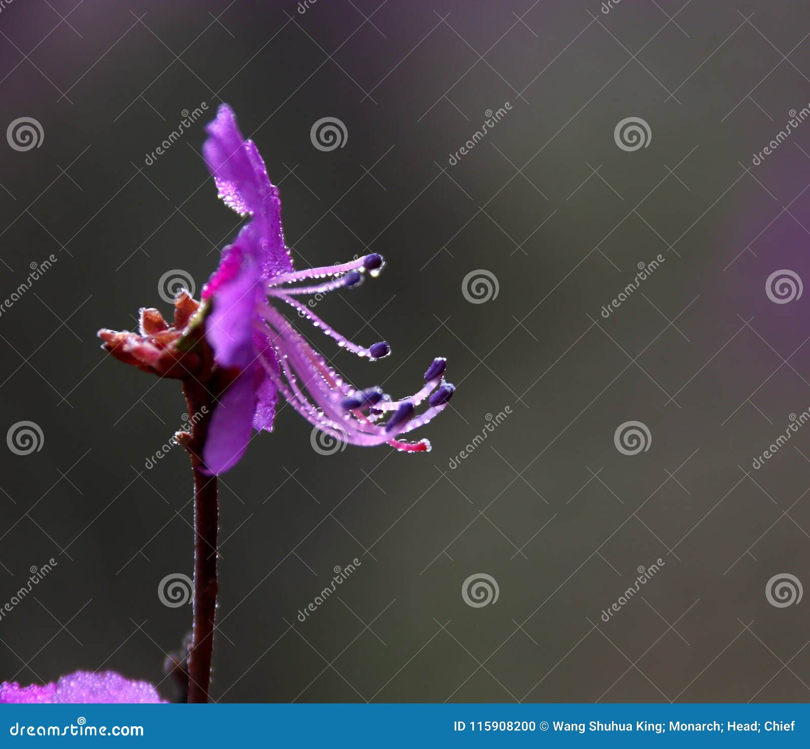 Dada fragrant flower stock photo. Image of cloud, duckweed - 115908200