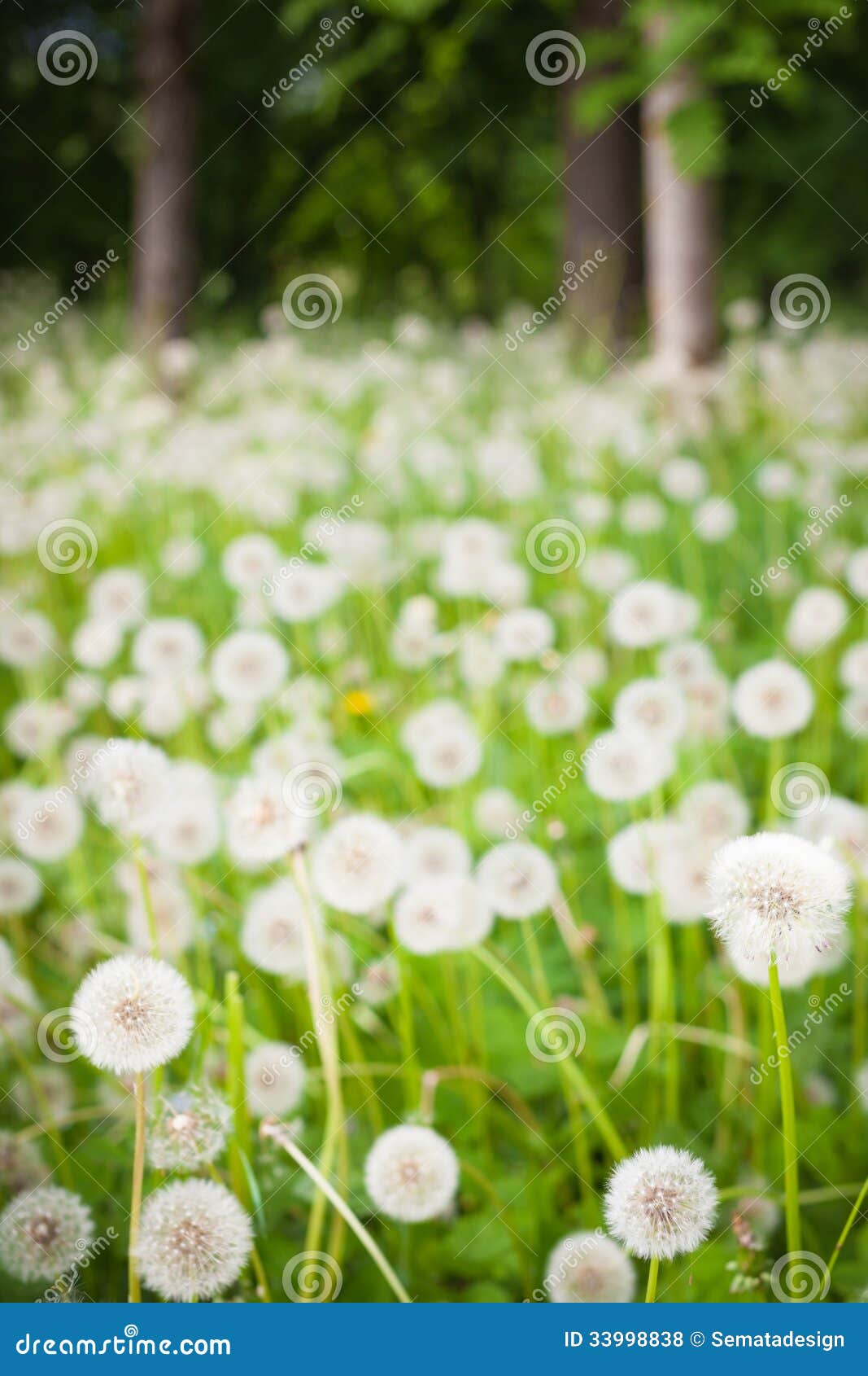 Dandalion stock photo. Image of blowballs, spring, bright - 33998838