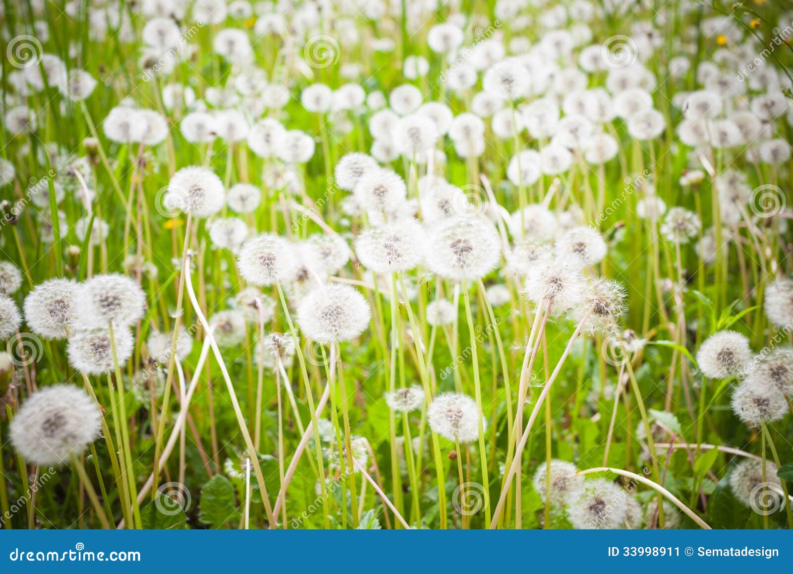 Dandalion stock image. Image of scene, brightly, beauty - 33998911