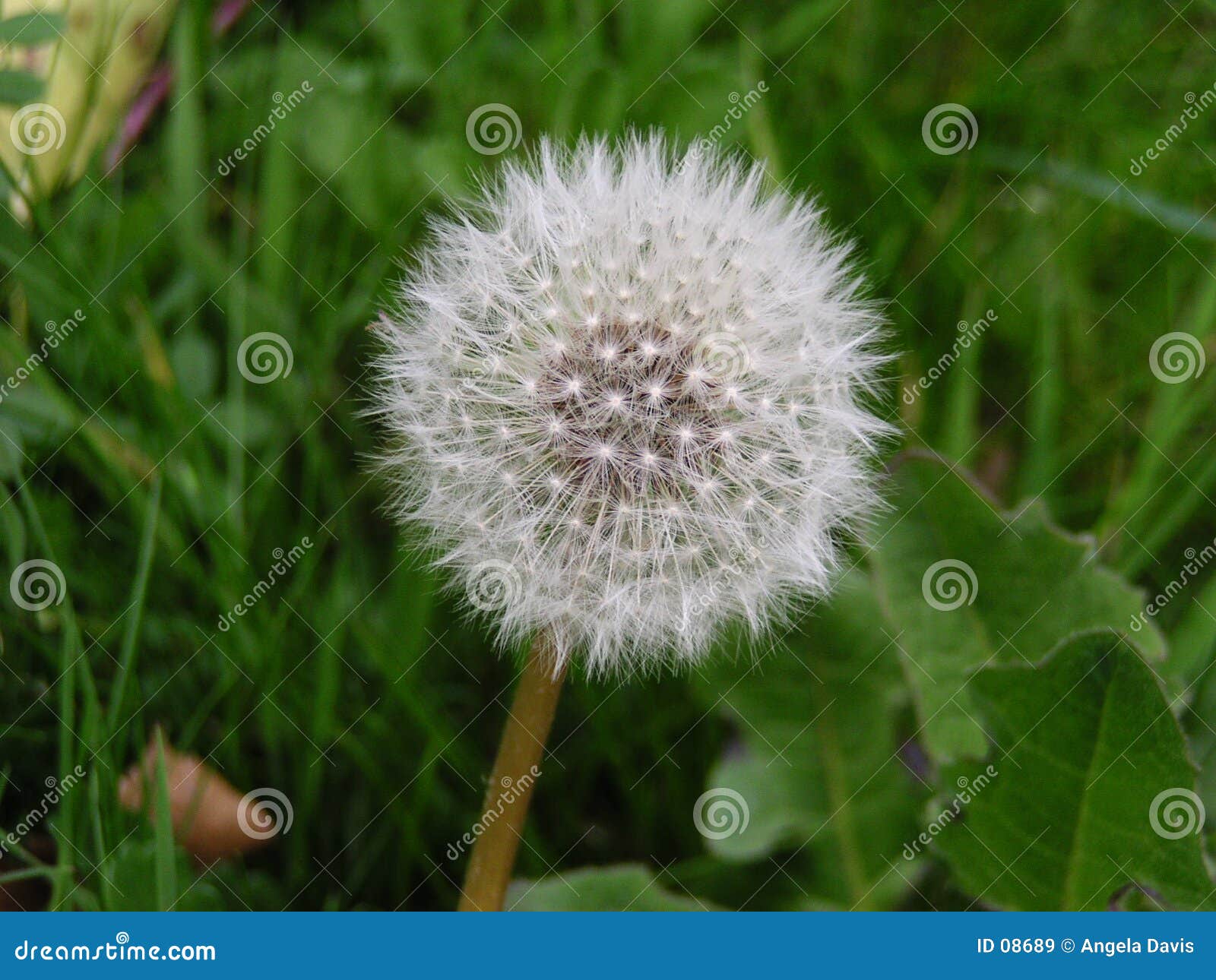 Dandelion stock image. Image of floweret, dandilion, posy - 8689