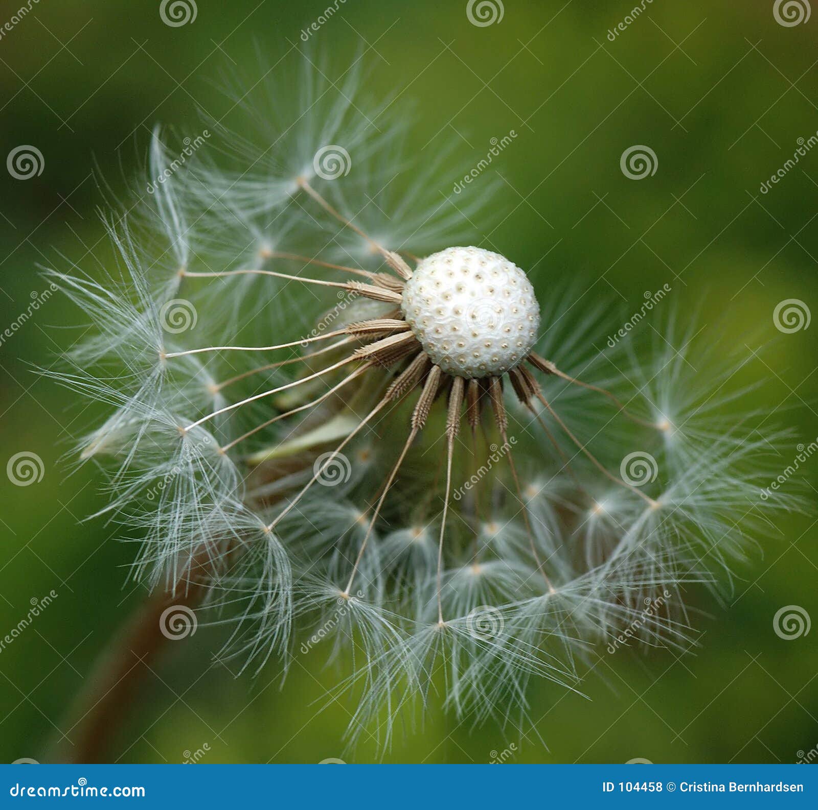 Dandelion stock photo. Image of macro, dandelion, stardust - 104458