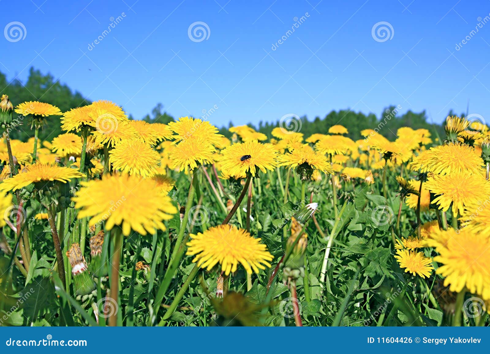 Dandelion stock photo. Image of blossom, landscape, heaven - 11604426