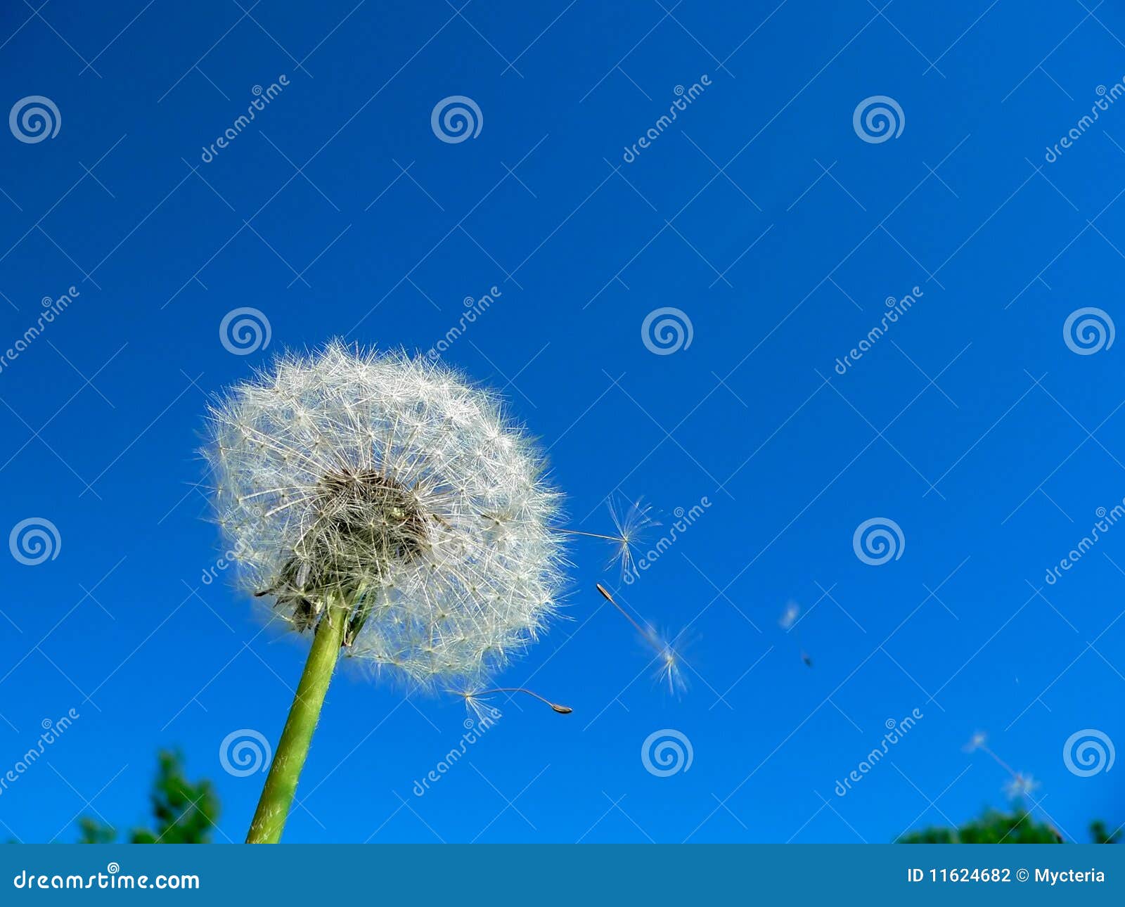 Dandelion stock photo. Image of outdoor, lawn, flying - 11624682