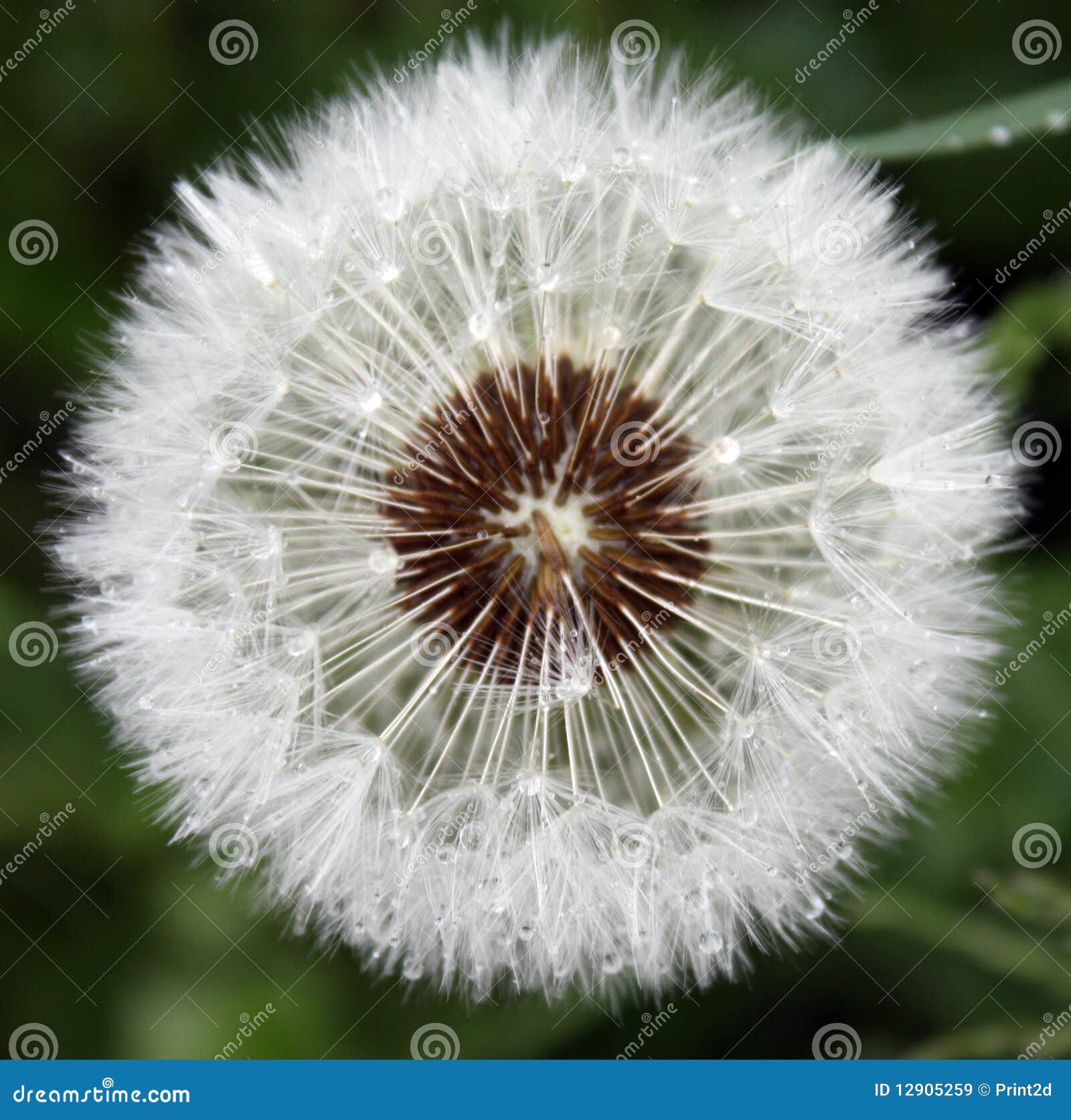 Dandelion stock image. Image of drop, growth, weed, stem - 12905259