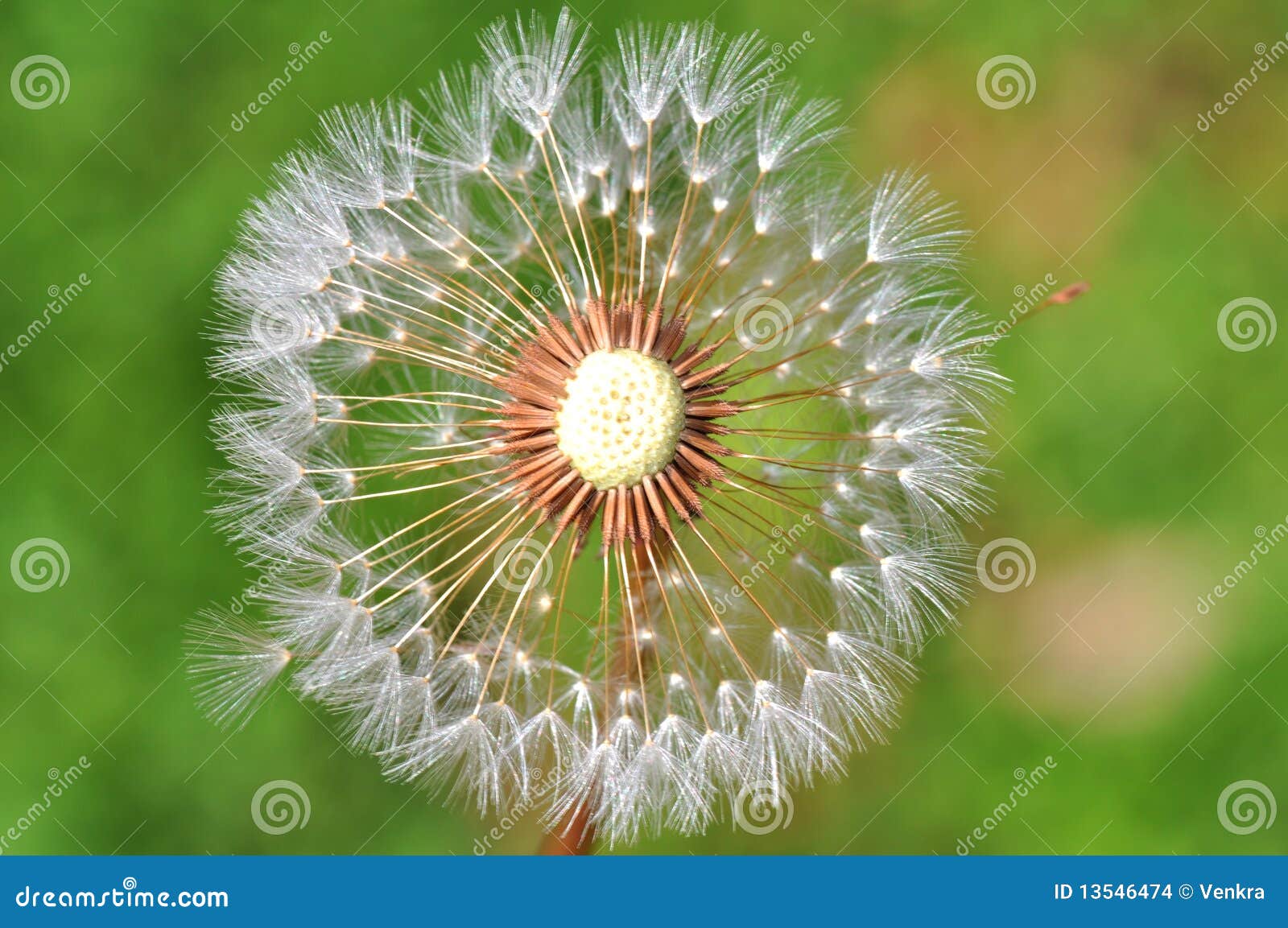 Dandelion stock photo. Image of dandelion, wind, inflorescence - 13546474