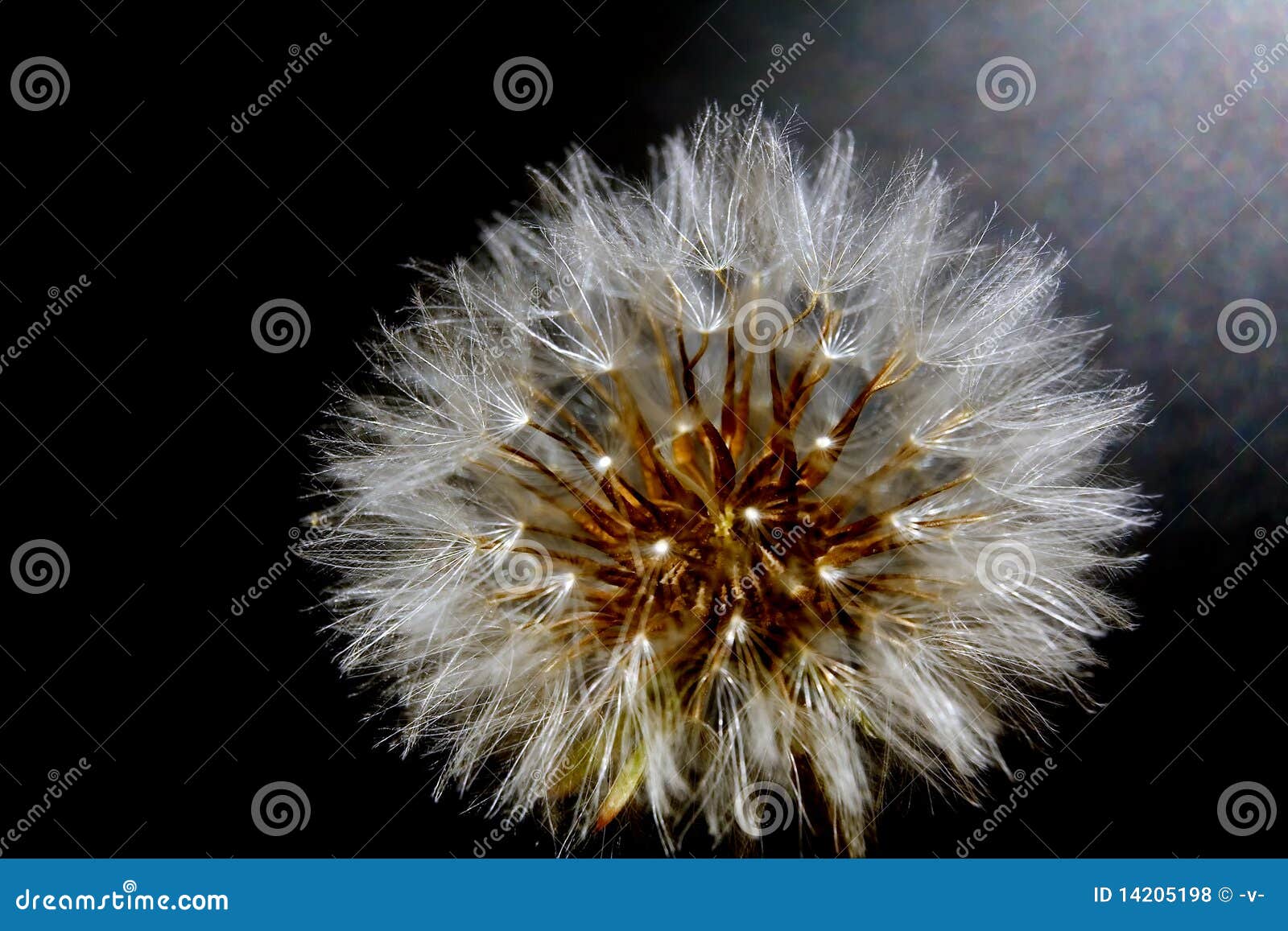 Dandelion stock photo. Image of botany, life, nature - 14205198