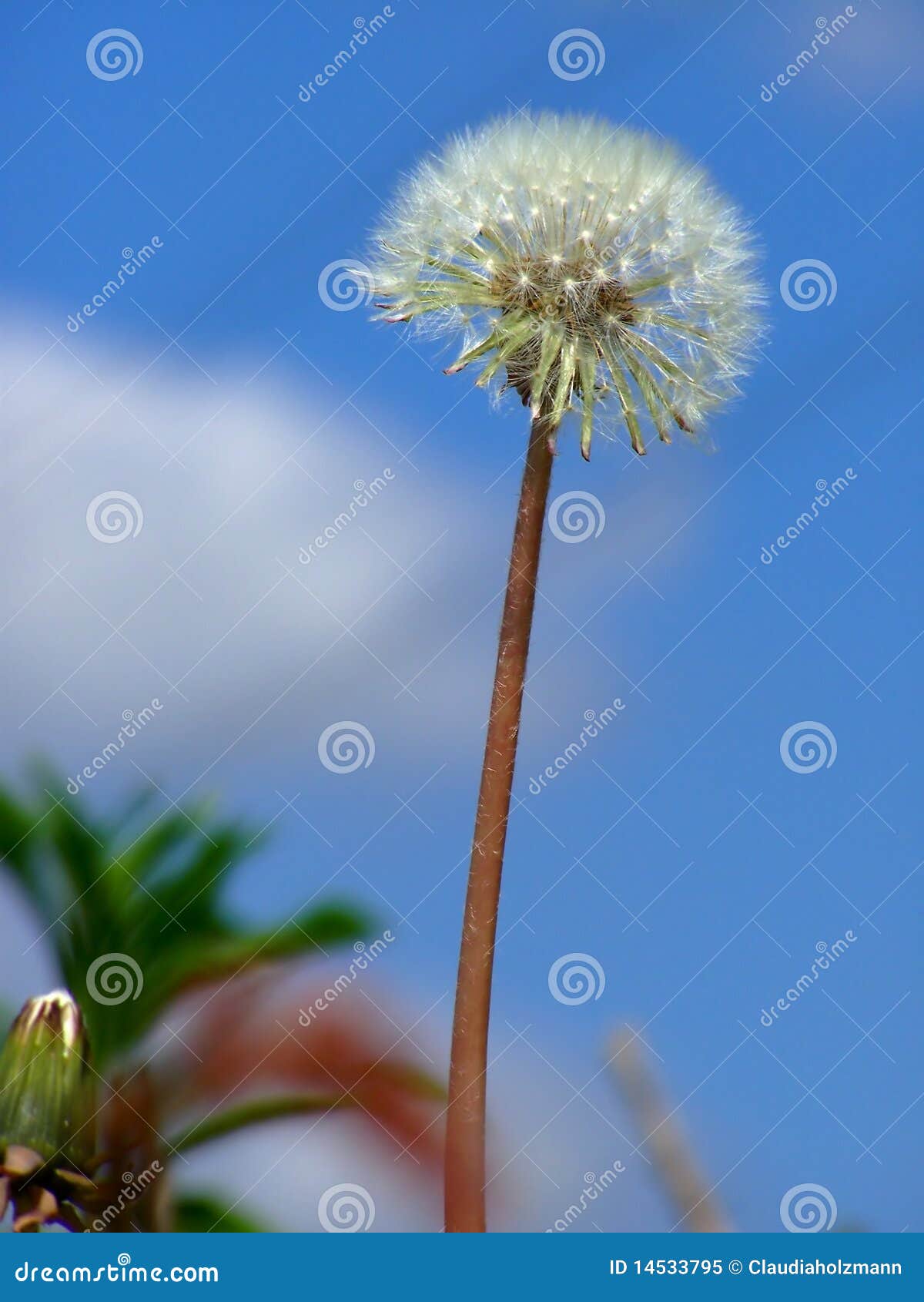 Dandelion stock image. Image of dandylion, flowers, flying - 14533795