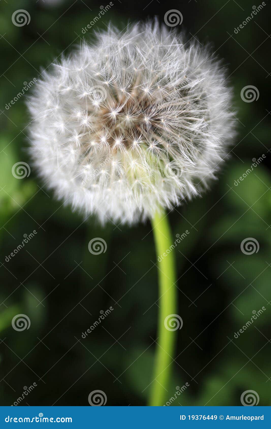 Dandelion stock image. Image of detail, dandelion, environmental - 19376449