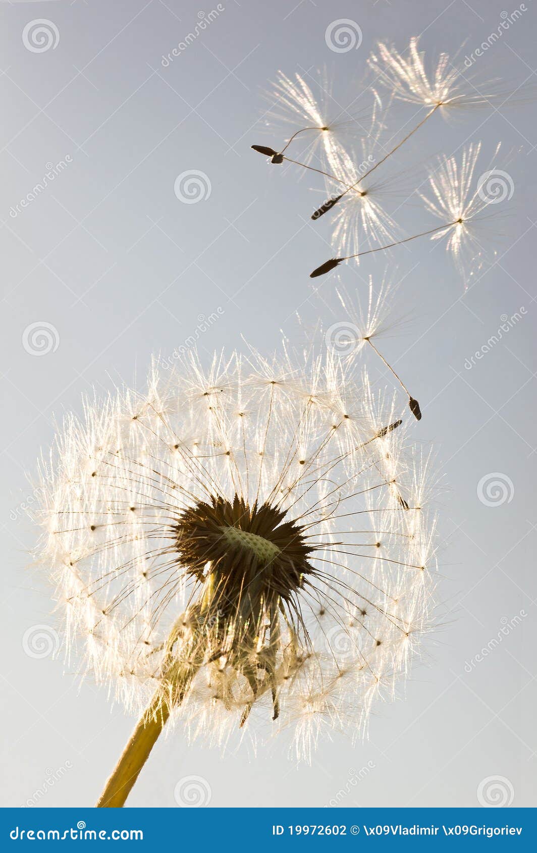 Dandelion stock photo. Image of offspring, flying, growth - 19972602